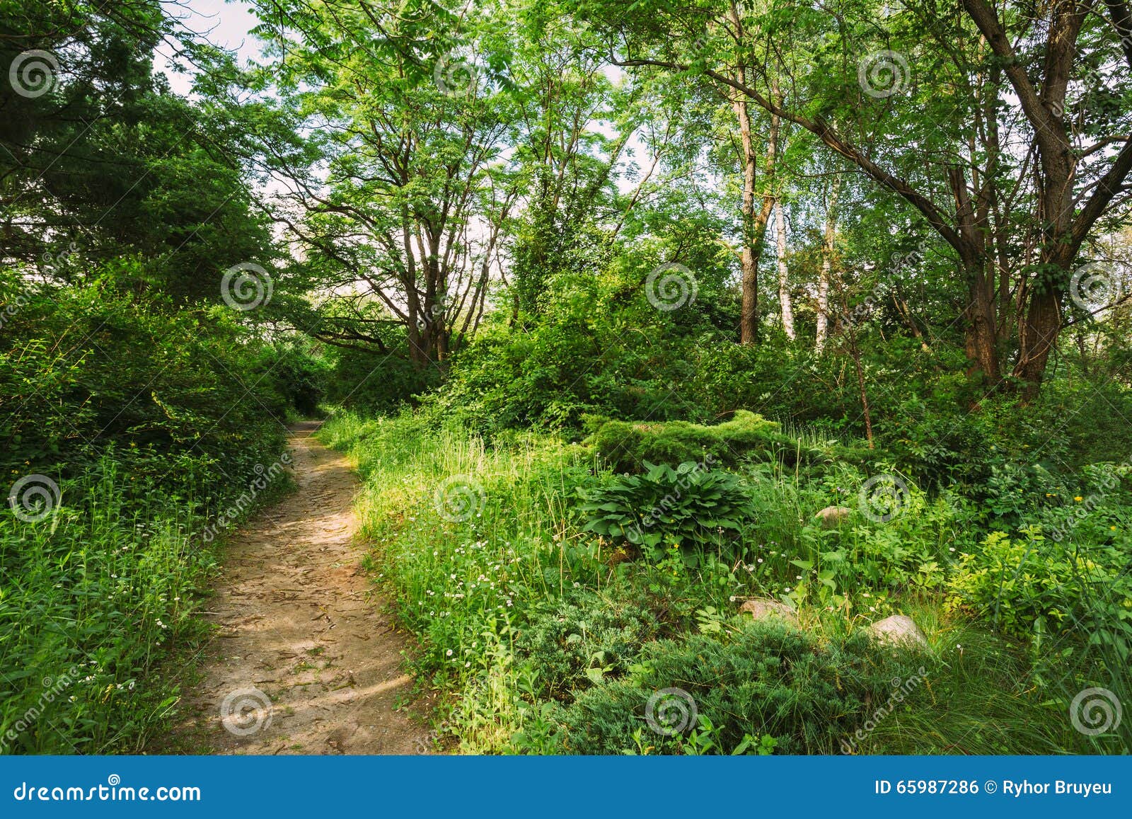 An Empty Two-lane Asphalt Road In A Summer Green Sunny Forest. White ...