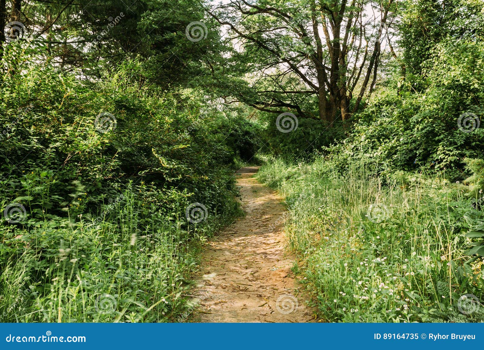 Empty Lane, Path, Way in Summer Forest Stock Image - Image of bush ...