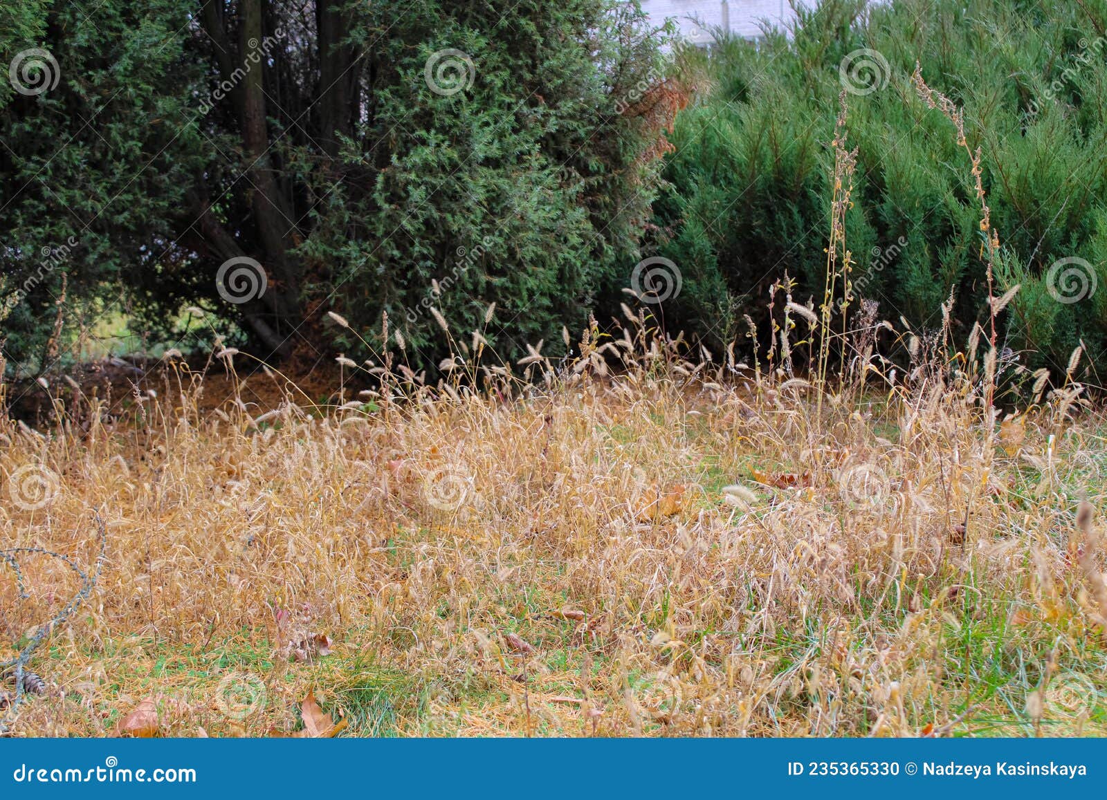 Empty Lawn of Autumn Backyard Garden Stock Photo - Image of dried ...
