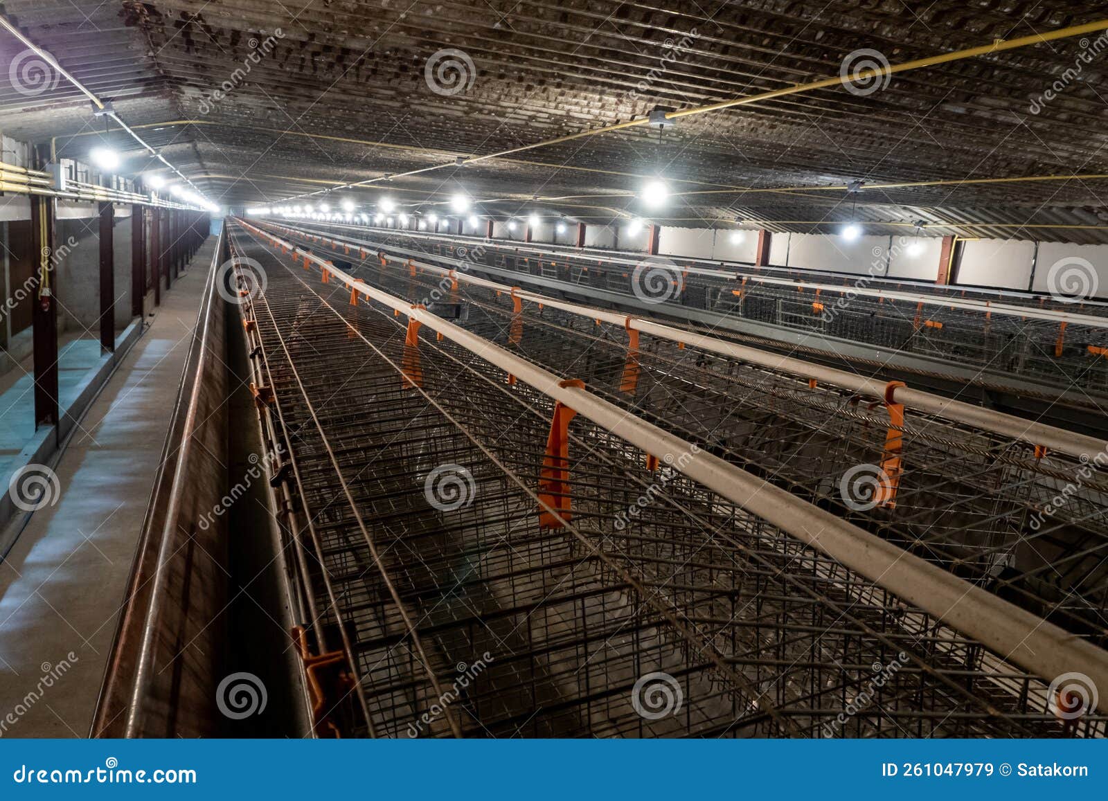 The Laying Cages in the Chicken Farm Stock Image - Image of congested ...