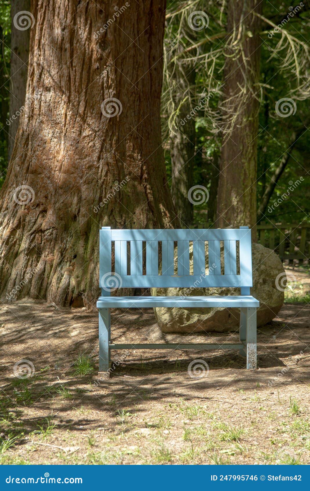 Empty Light Blue Wooden Bench in the Park with the Sequoia Tree in the ...