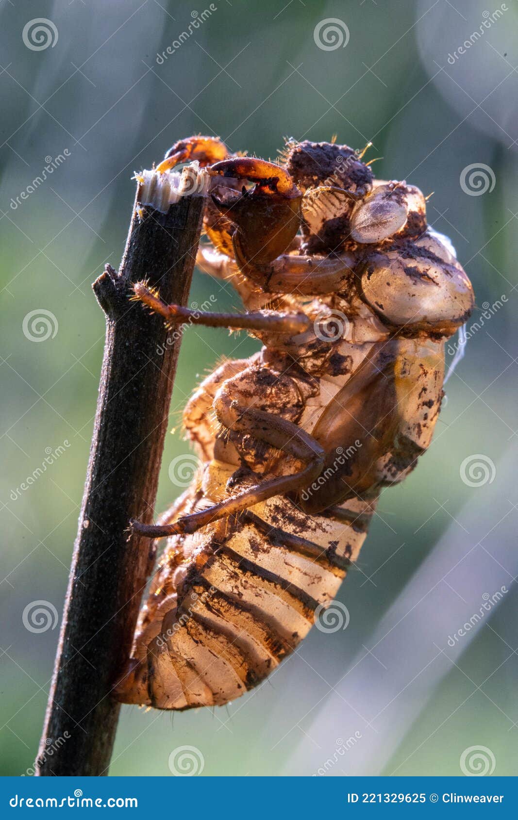 Empty Locust Shell stock image. Image of cicada, abstract - 221329625