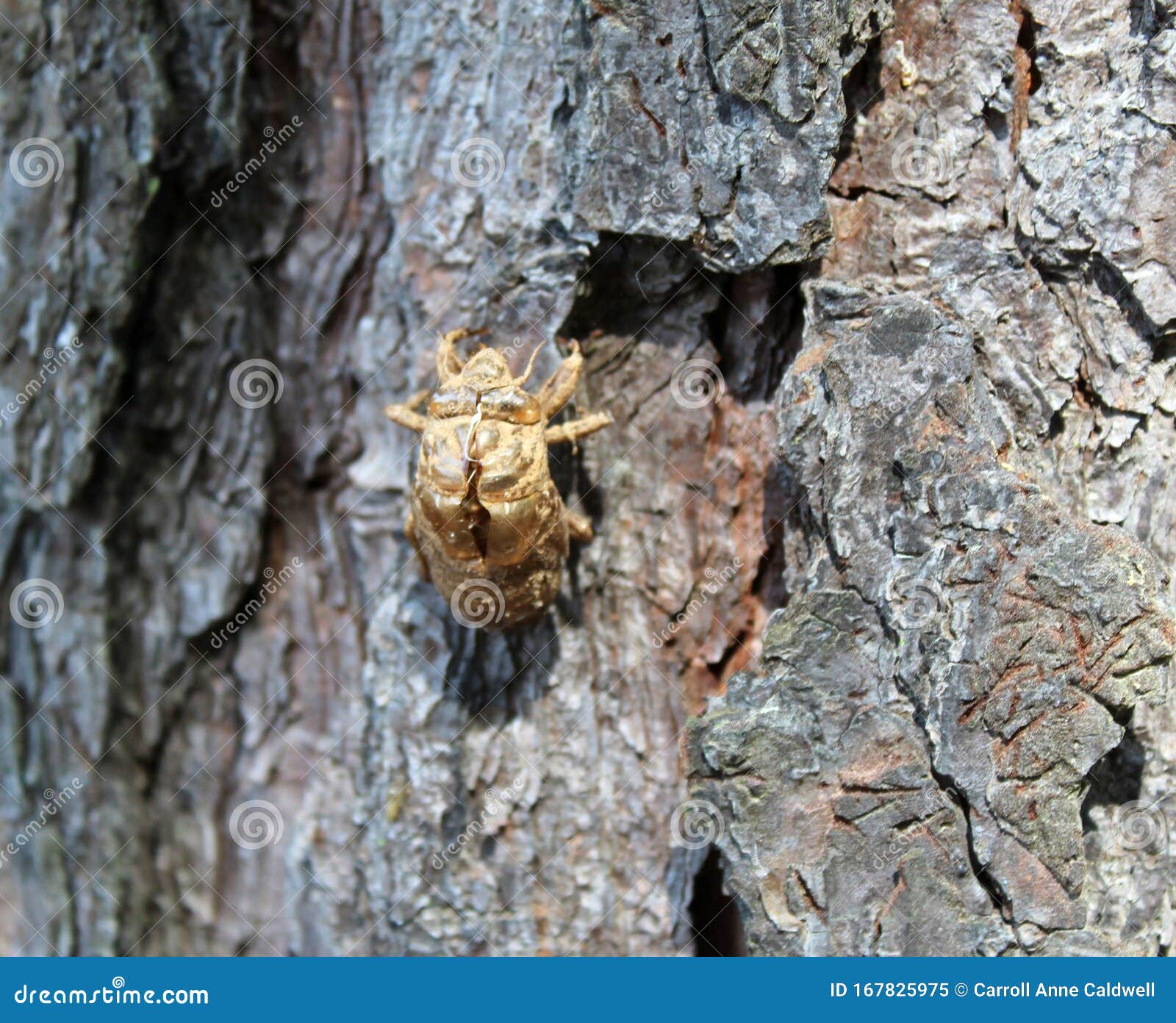 Empty Locust Shell on a Pine Tree. Stock Image - Image of brown, tree ...