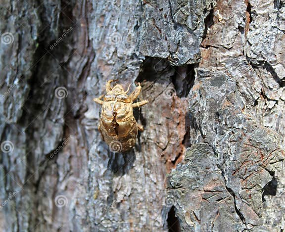 Empty Locust Shell on a Pine Tree. Stock Image - Image of brown, tree ...