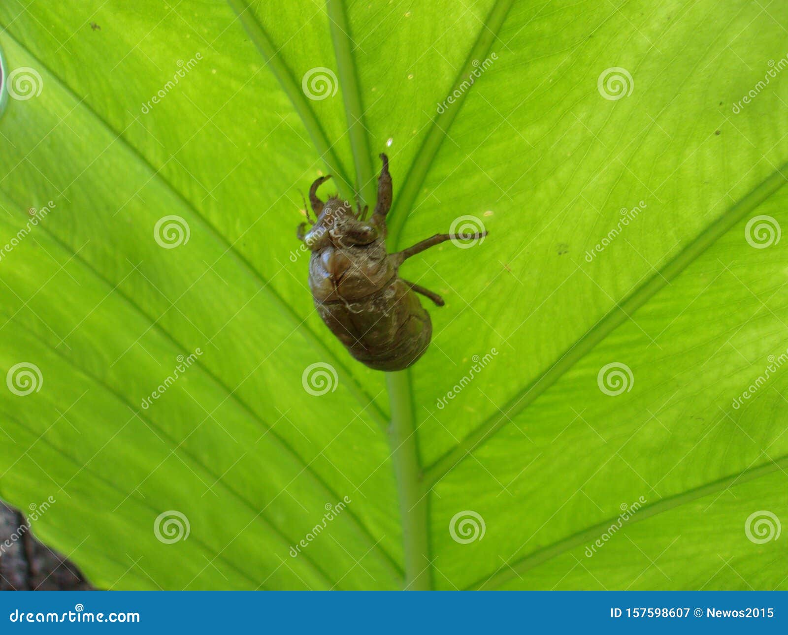 Empty Locust Skin on a Large Green Plant Leaf Stock Image - Image of ...