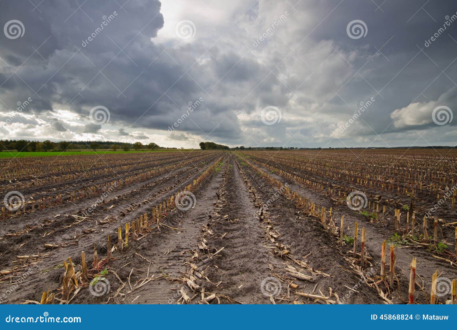 Empty maize field stock photo. Image of stubble, harvested - 45868824