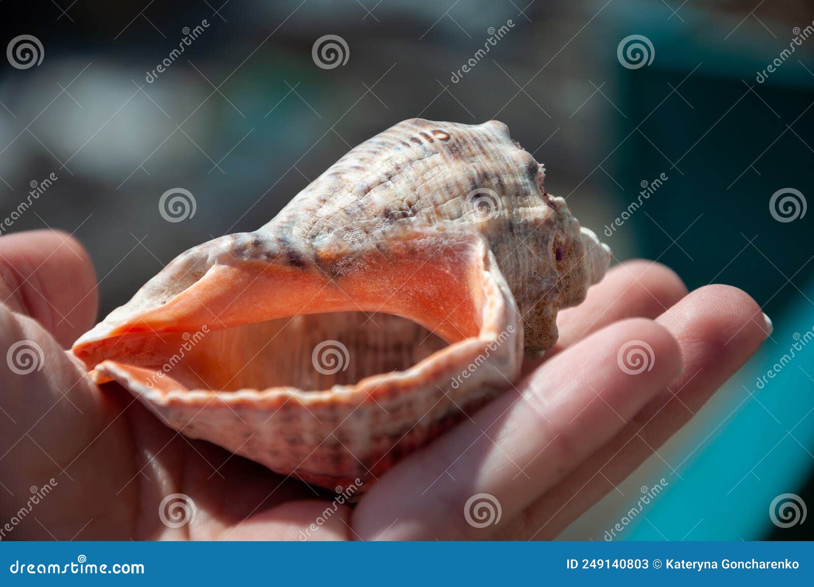 Empty Marine Mollusc Shell Seashell on Hand Close View Stock Image ...