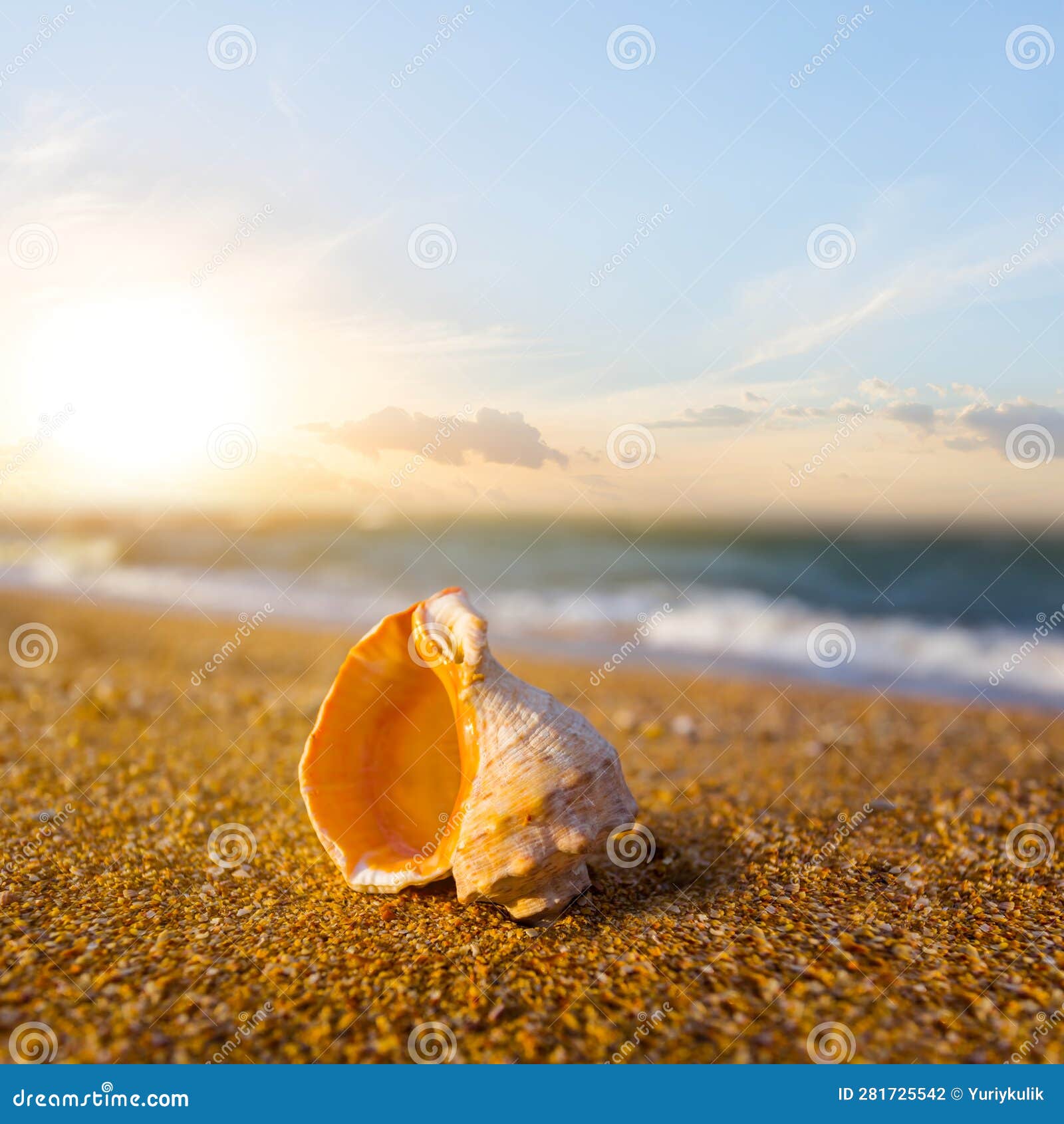 Empty Marine Shell Lie on the Sandy Sea Beach at the Sunset Stock Photo ...