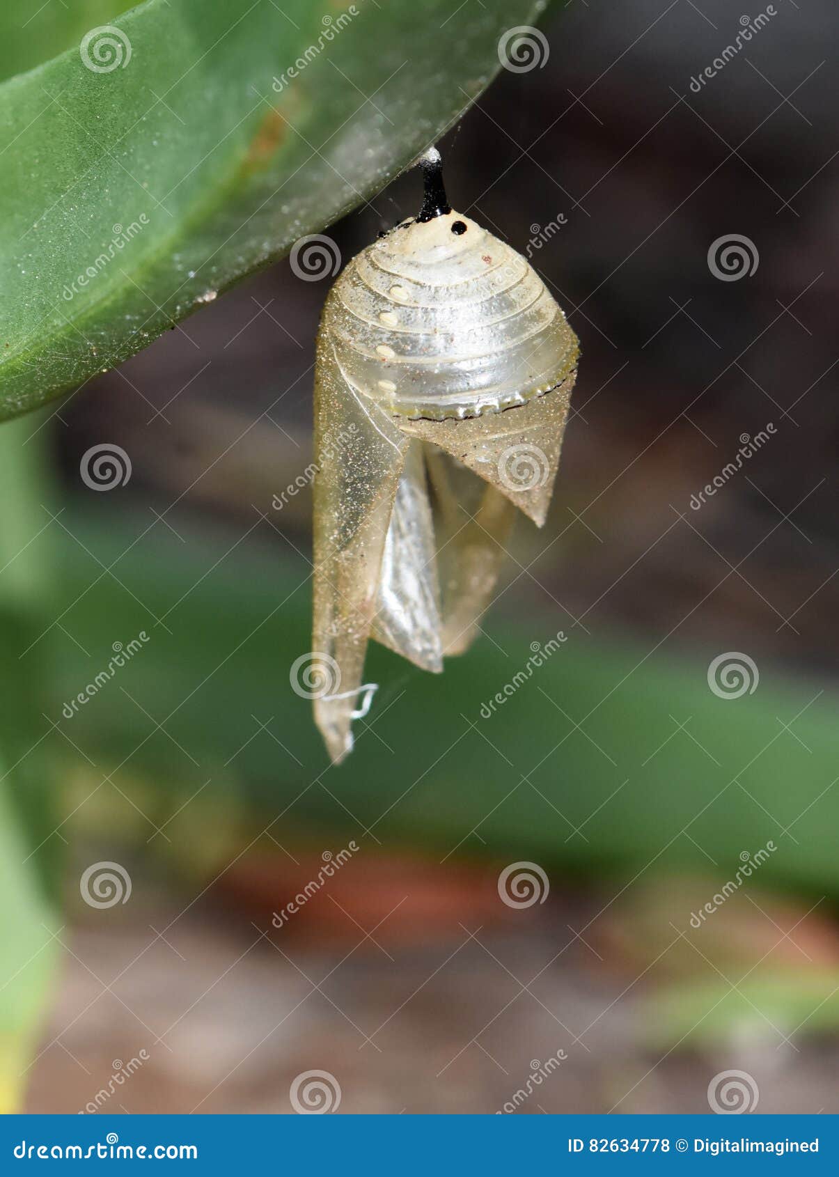 Empty Monarch Butterfly Pupae Stock Photo - Image of beautiful, cocoon ...