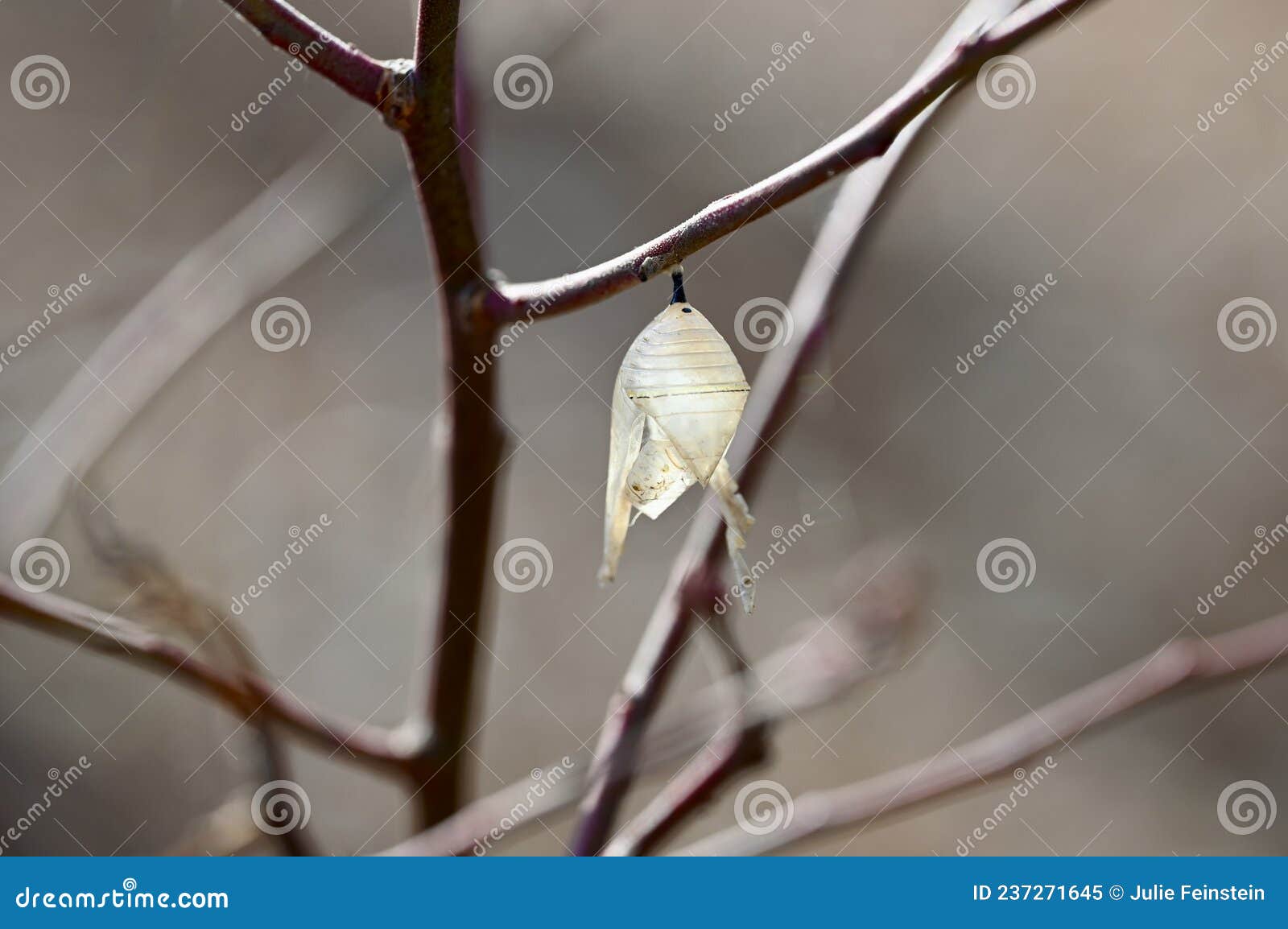 Empty Monarch Chrysalis stock image. Image of white - 237271645