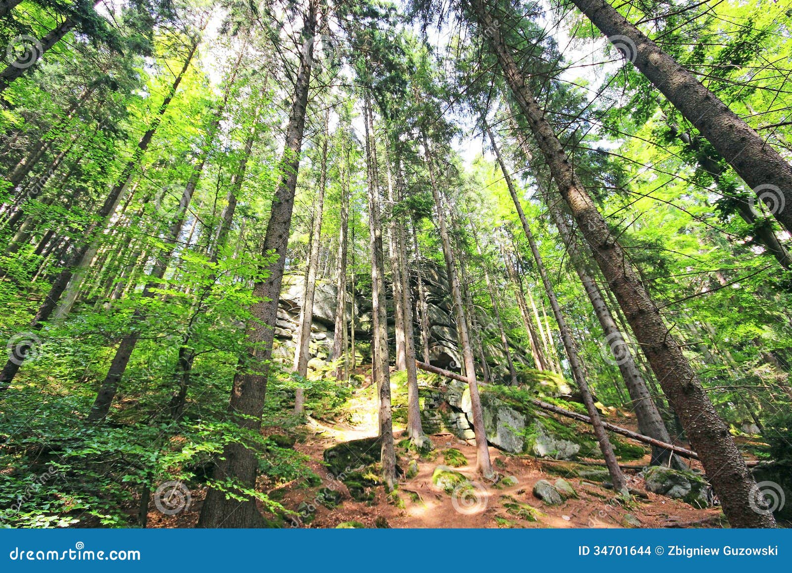 Empty Mountain Path - Tatra, Poland. Stock Photo - Image of forest ...