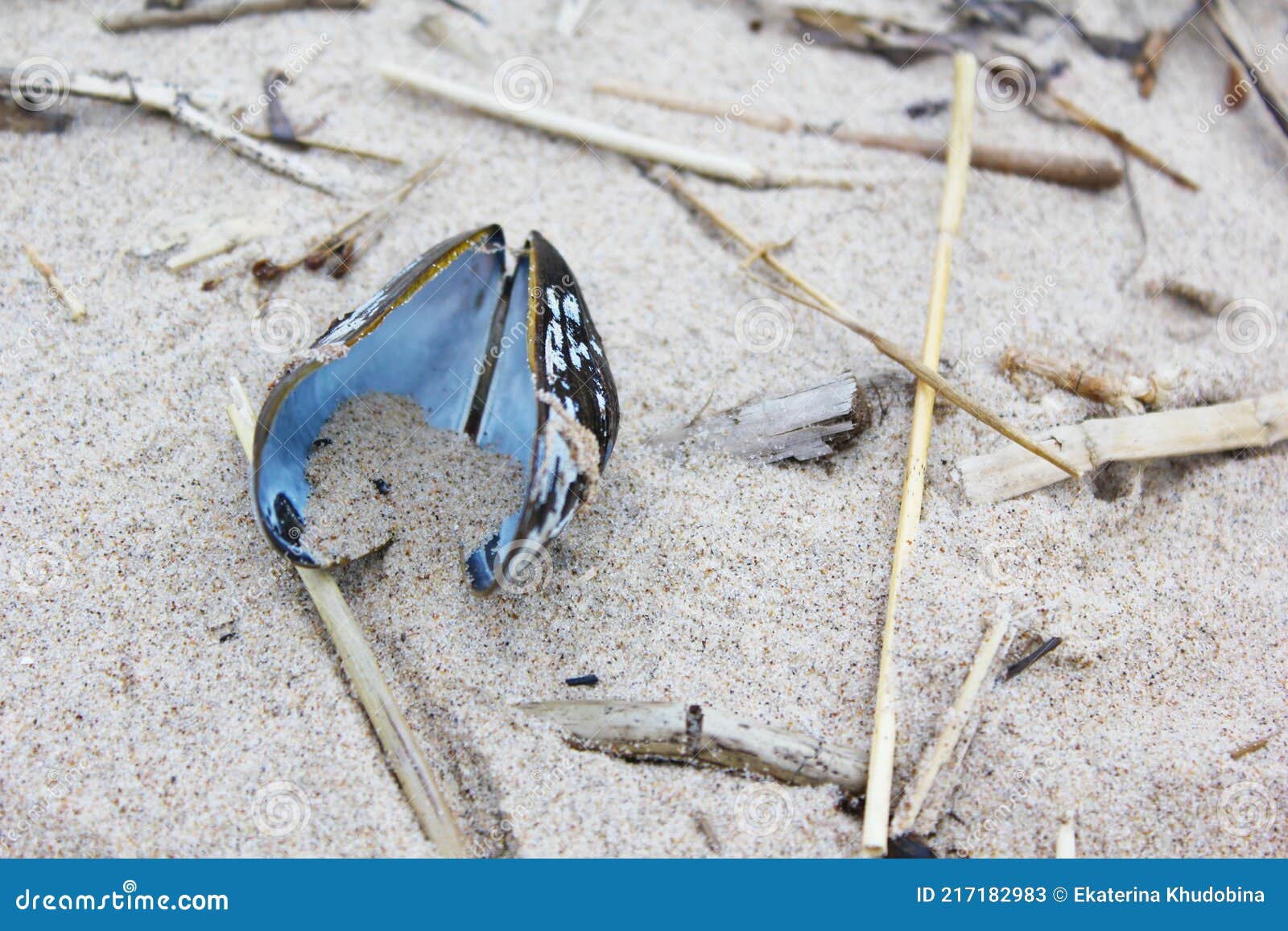 Empty Mussel Shell on the Sand Stock Image - Image of oyster, beach ...