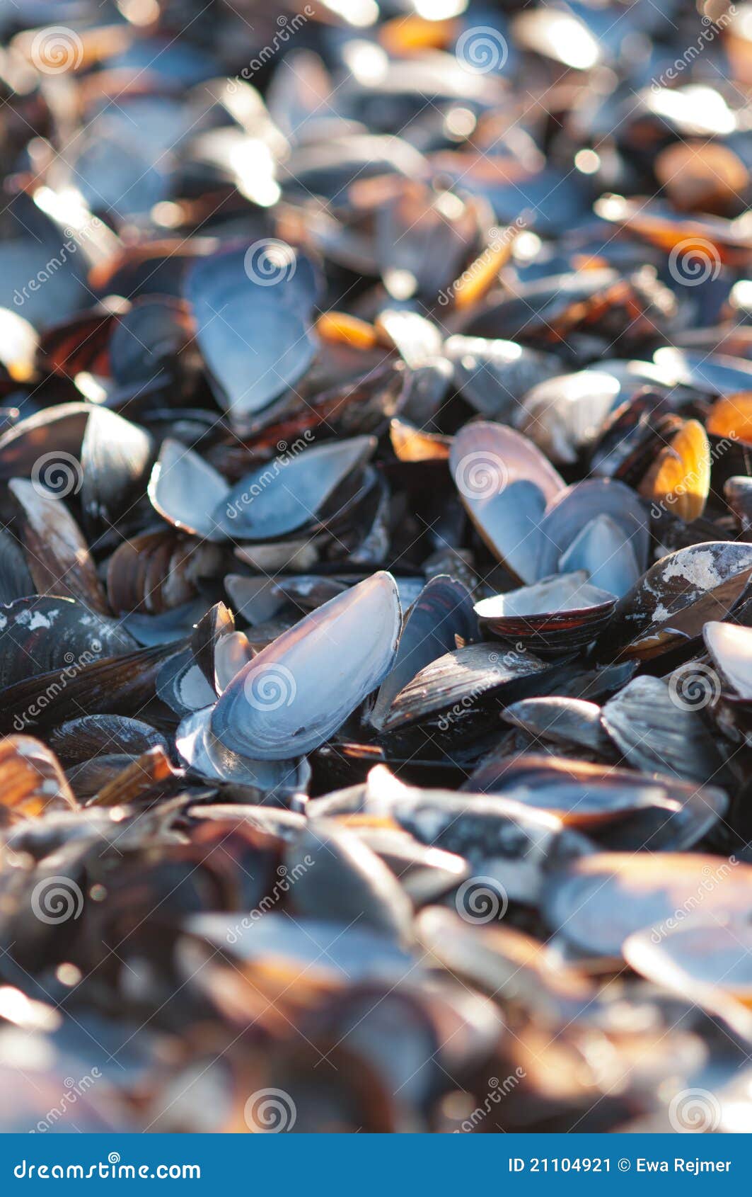Empty Mussel Shells stock image. Image of empty, plenty - 21104921
