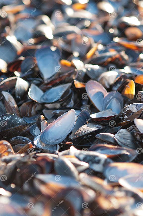 Empty Mussel Shells stock image. Image of empty, plenty - 21104921