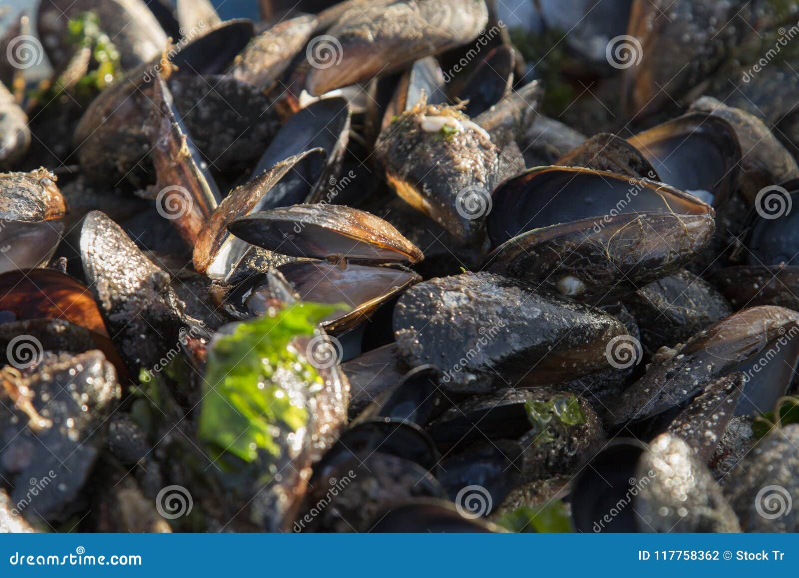 Empty mussel shells stock photo. Image of nature, blue - 117758362