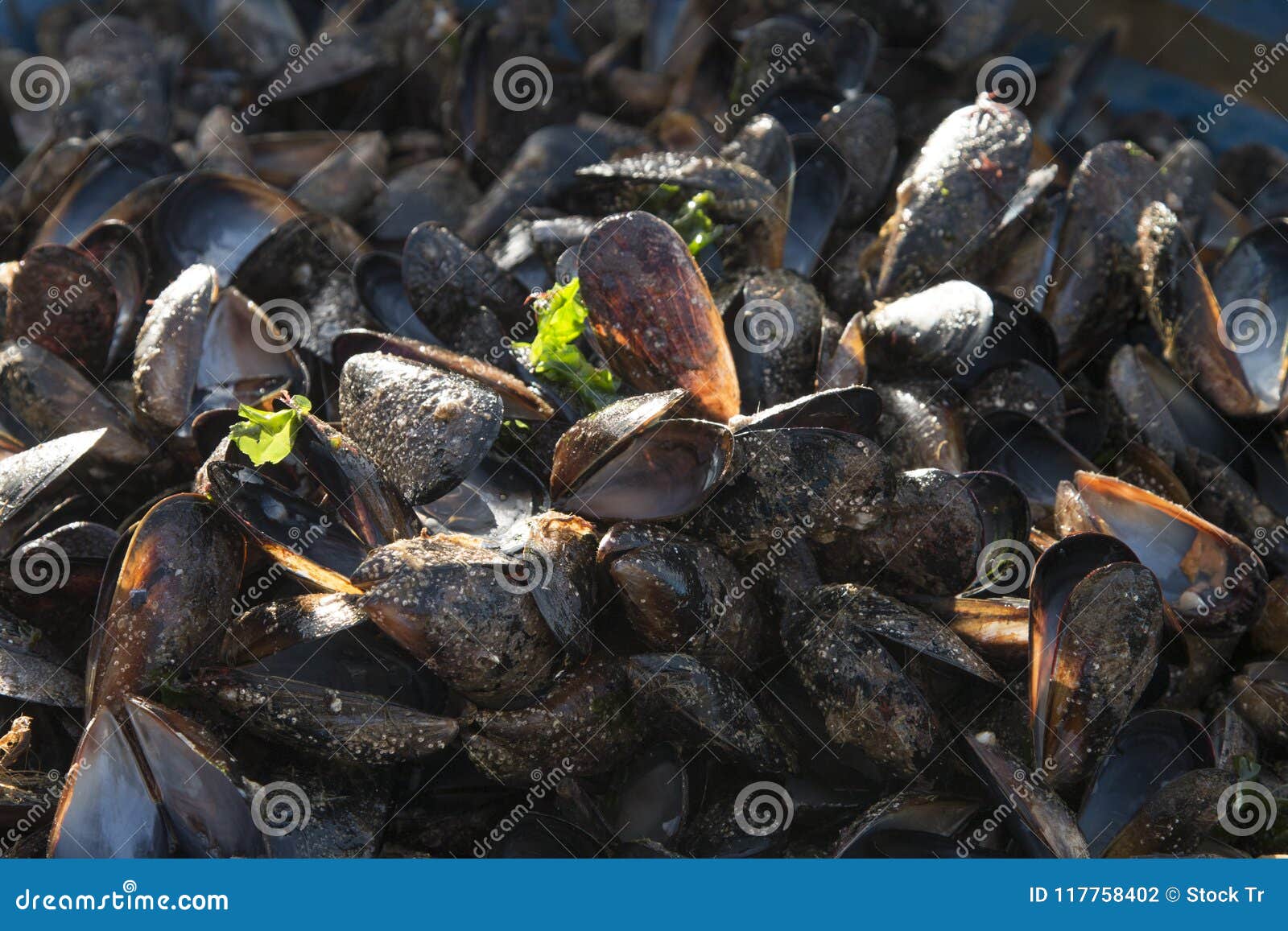 Empty mussel shells stock photo. Image of clear, anemone - 117758402