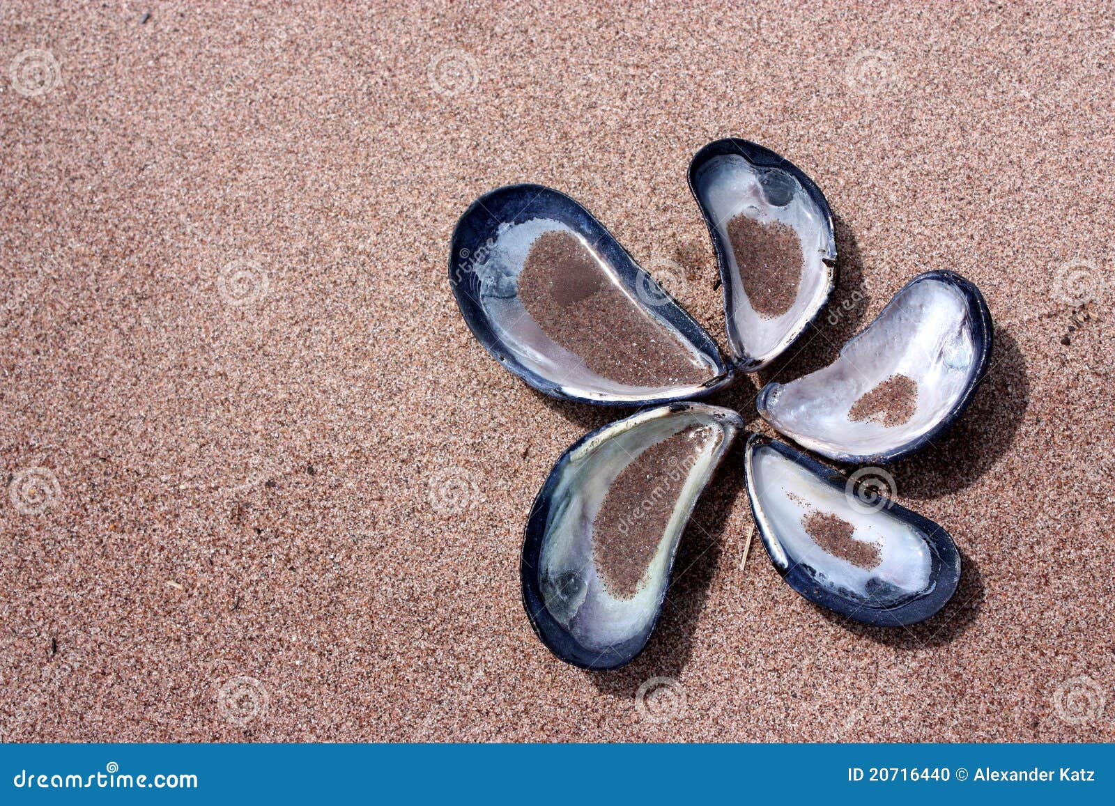 Empty Mussel Shells on Sandy Beach Stock Photo - Image of natural ...