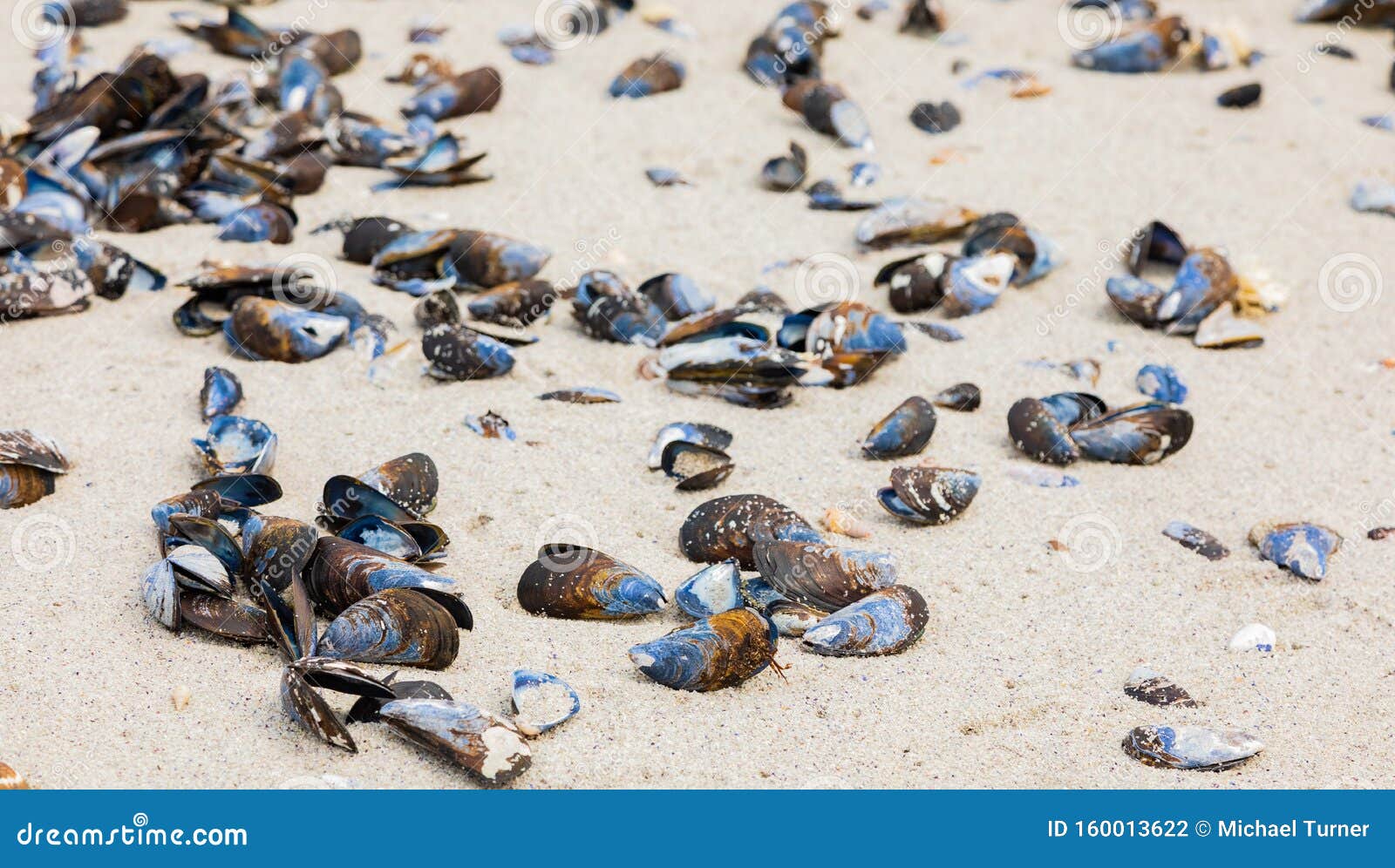 Empty Mussel Shells Washed Up on a Beach on the Western Seaboard of ...