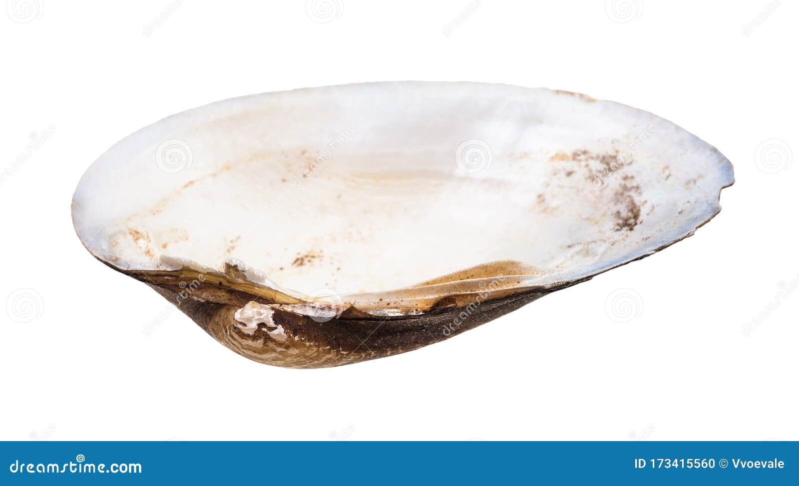 Empty Nacre Shell of Isolated on White Stock Photo - Image of marine ...