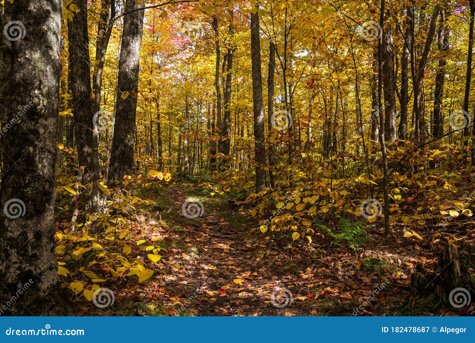 Empty Narrow Forest Trail Covered in Fallen Leaves Stock Image - Image ...