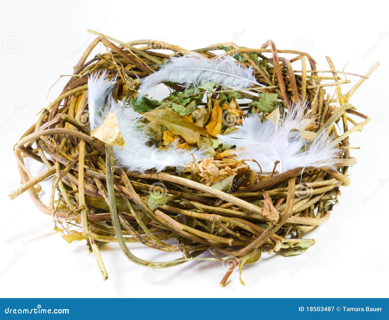Empty nest stock image. Image of isolated, cute, grass - 18503487