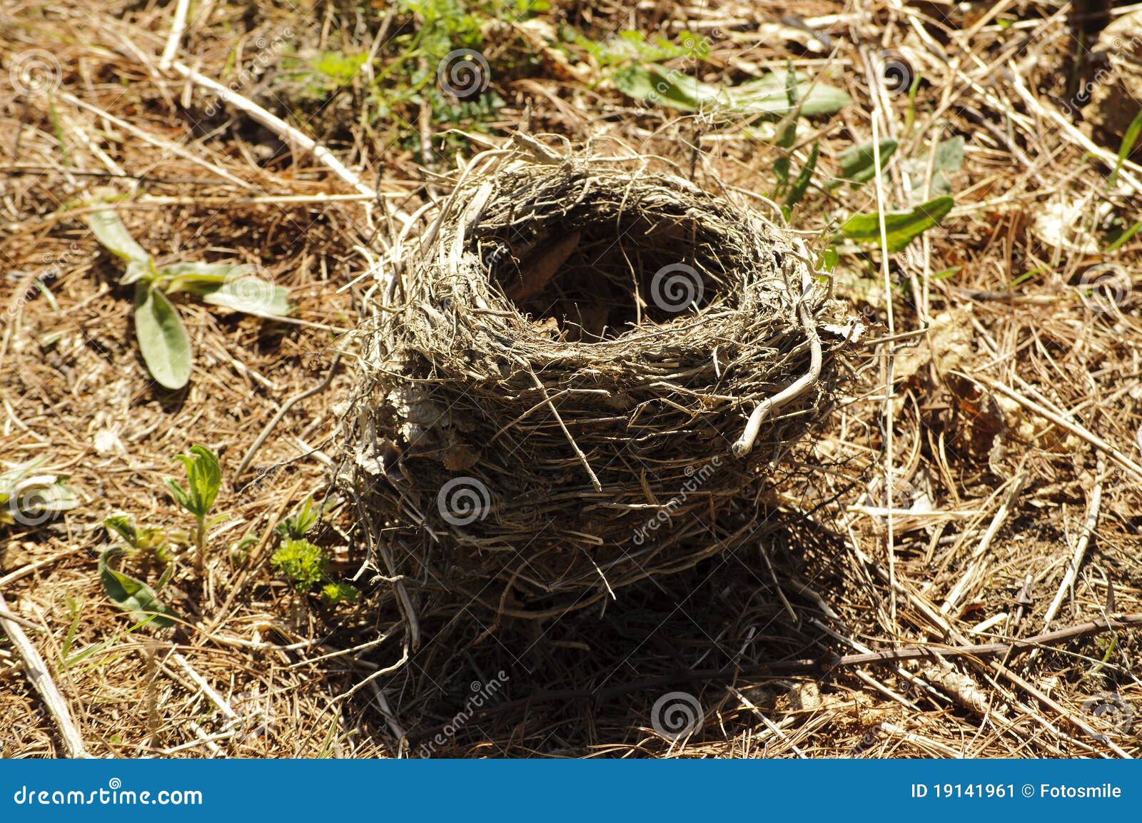 Empty nest stock image. Image of shot, bird, object, closeup - 19141961