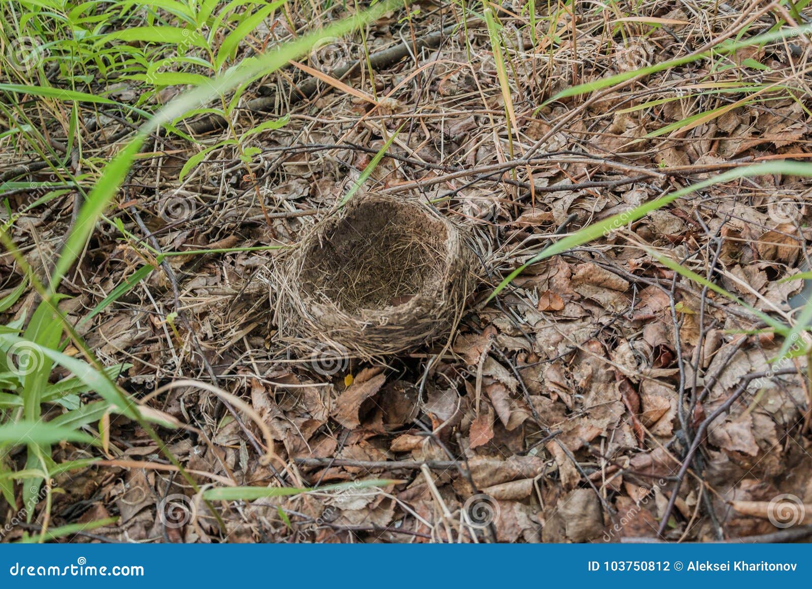 Bird Nest on the Ground in the Woods Stock Photo - Image of natural ...