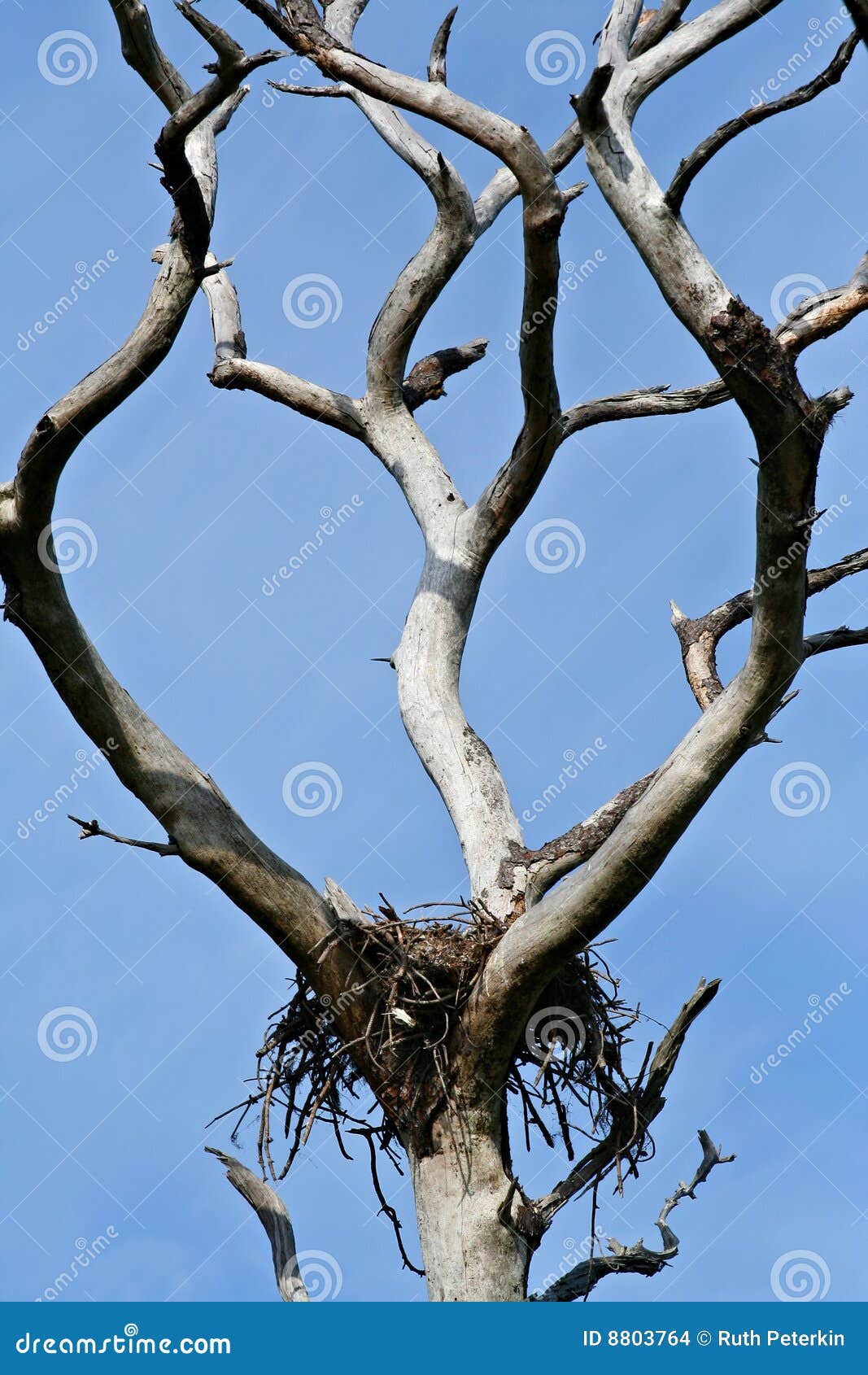 Empty Nester stock photo. Image of dead, branches, twigs - 8803764