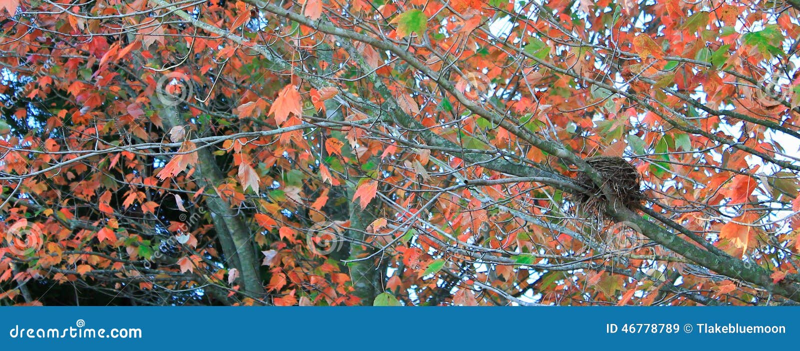 Empty Nesters stock image. Image of moving, nesters, colors - 46778789