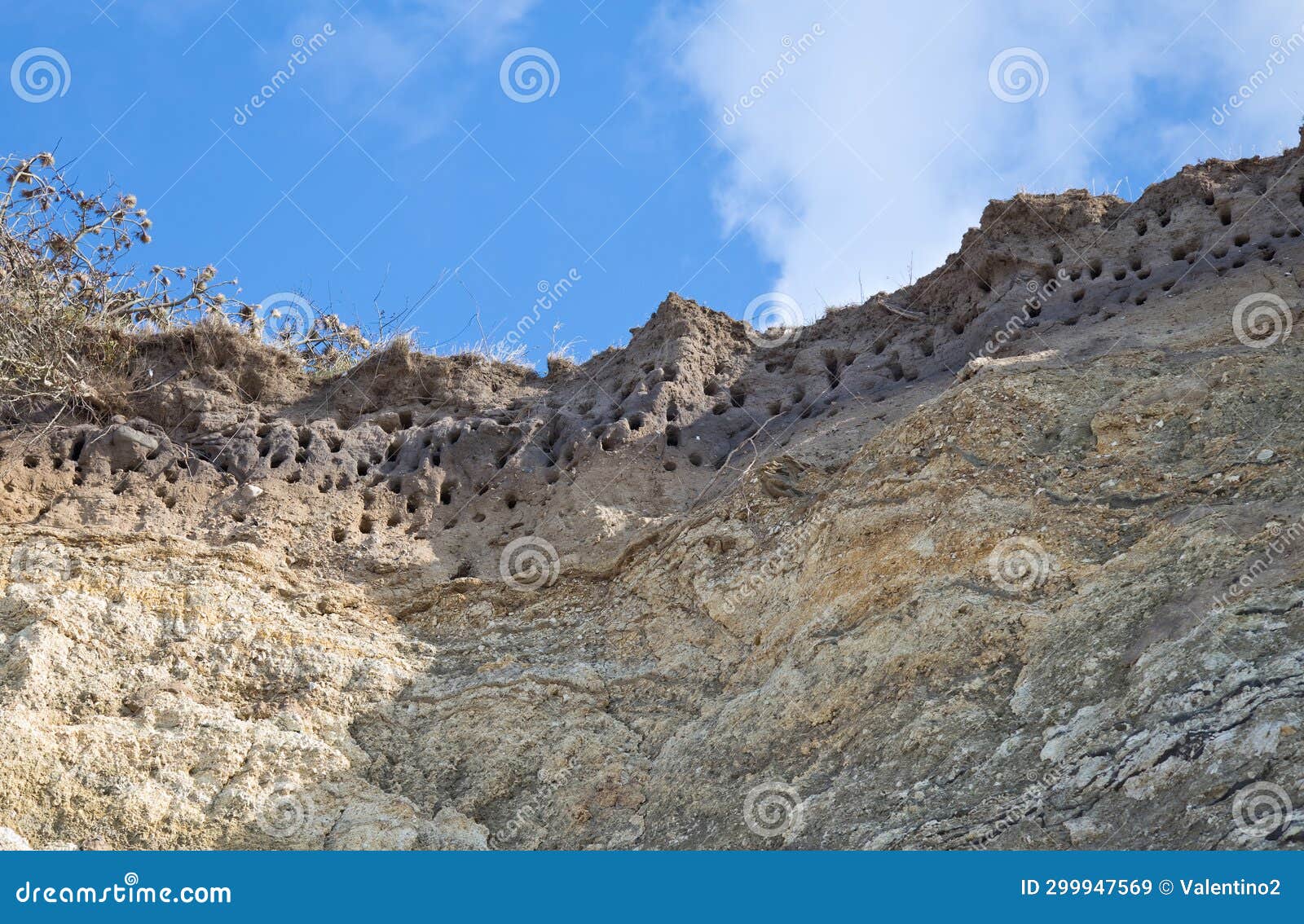 Empty nests of birds stock image. Image of nest, europe - 299947569