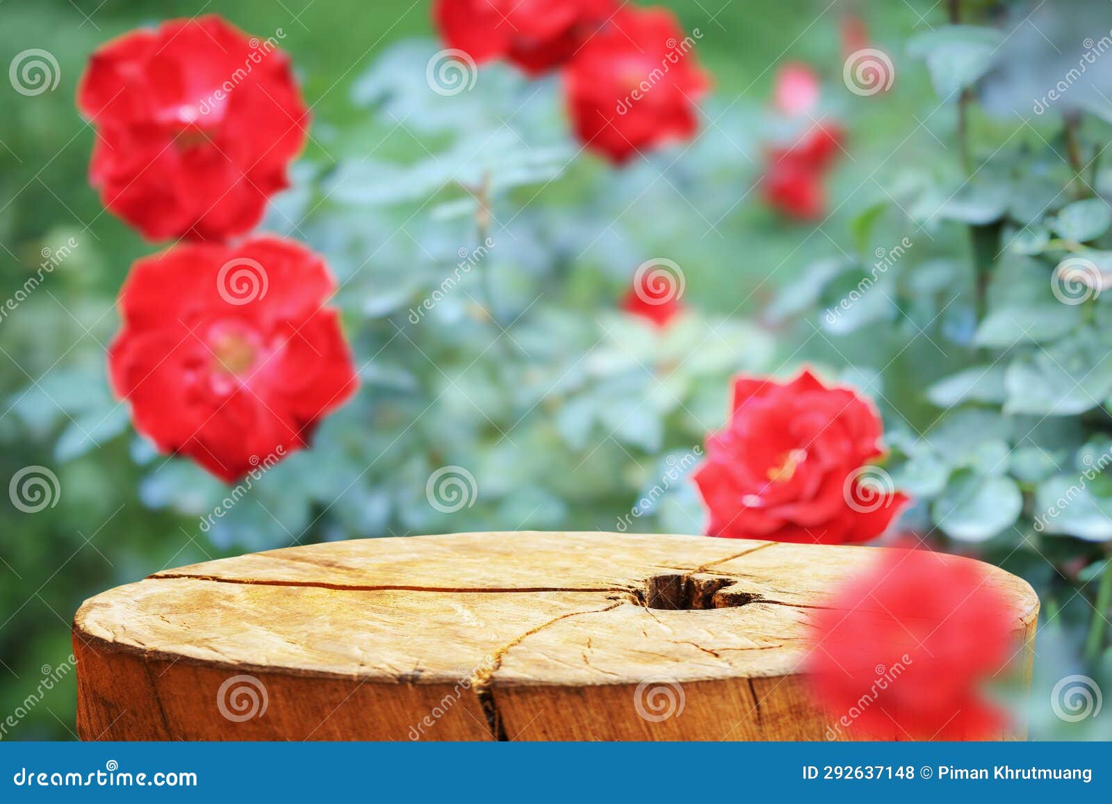 Empty Tree Stump Table Top with Blur Rose Garden Background for Product ...