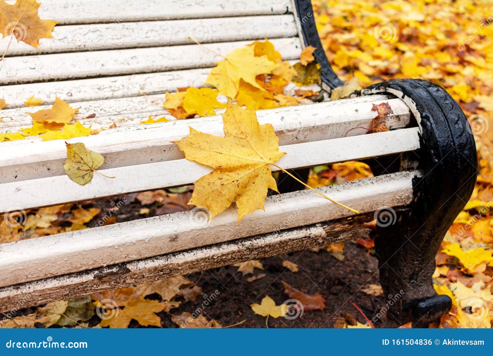 Empty Old White Bench in Autumn Park with Yellow Fallen Leaves after ...