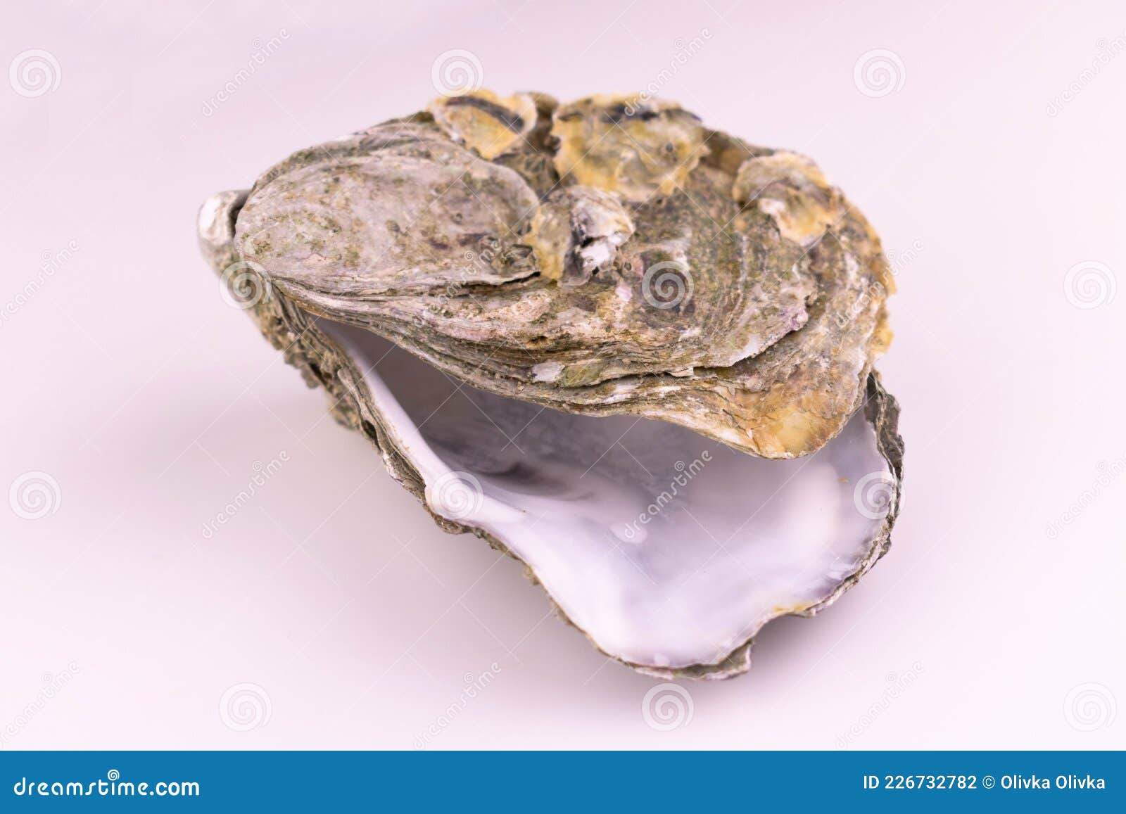 Empty Oyster Shell Isolated on White Background . Stock Photo - Image ...