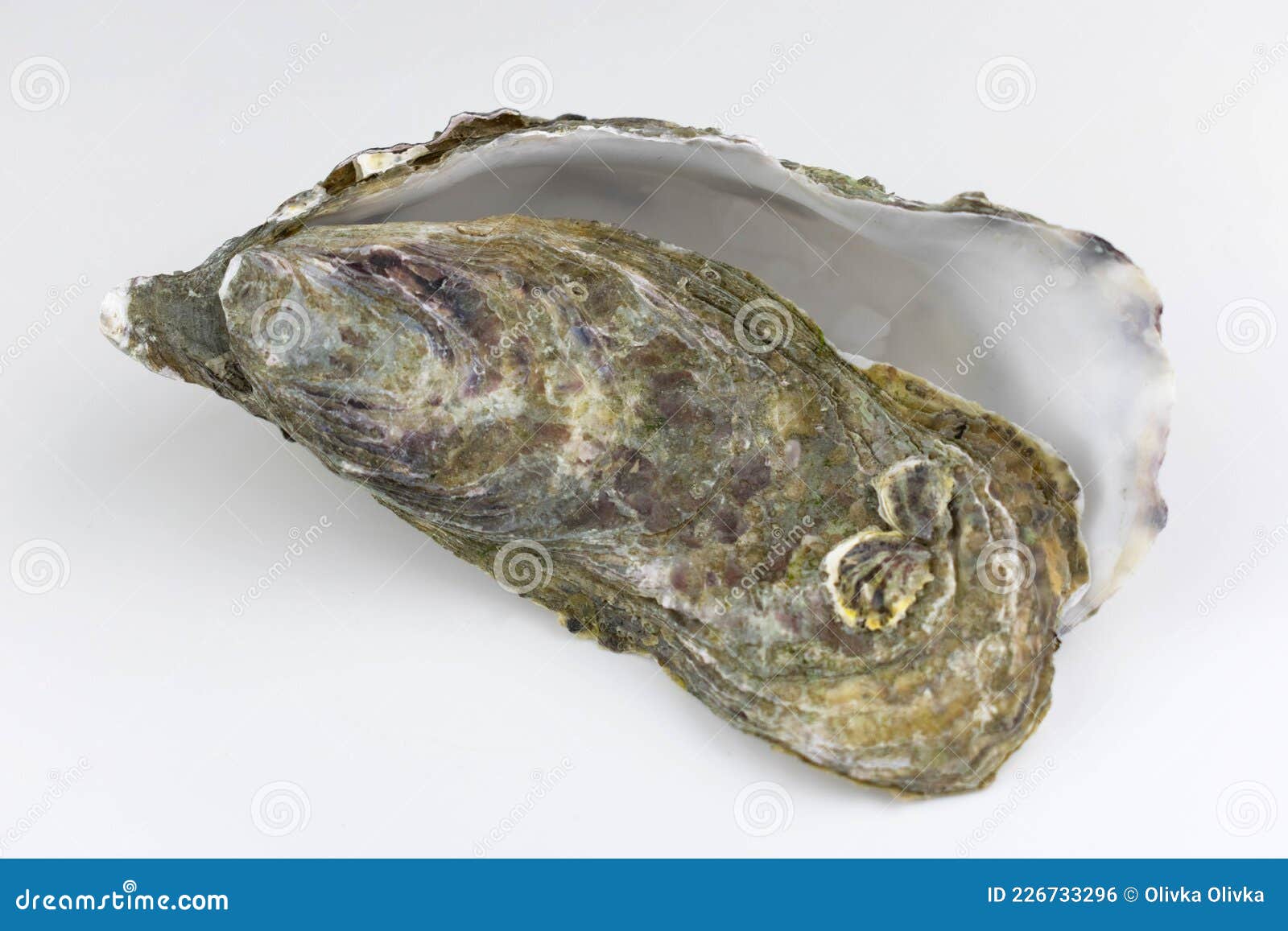 Empty Oyster Shell Isolated on White Background . Stock Photo - Image ...
