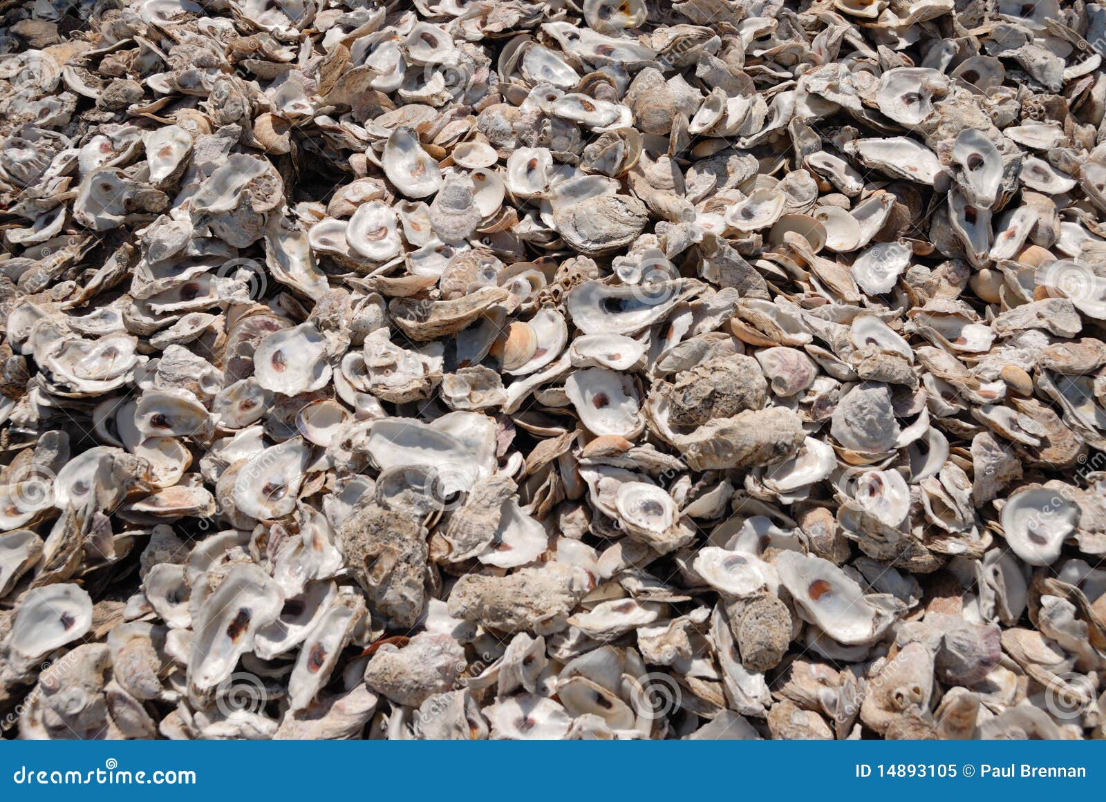 Empty Oyster Shells on Beach Stock Image - Image of animal, empty: 14893105