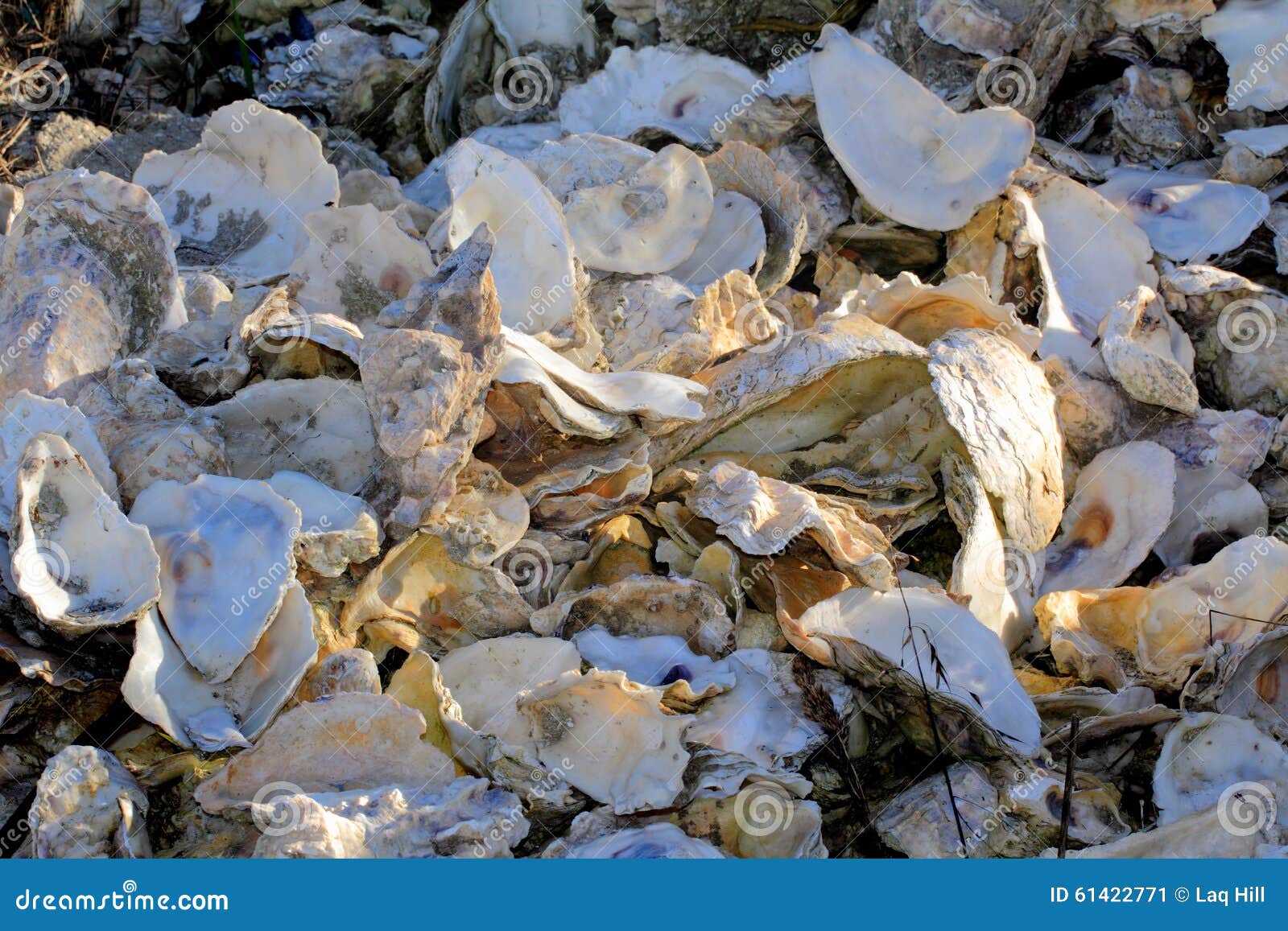Empty oyster shells stock image. Image of animals, beds - 61422771