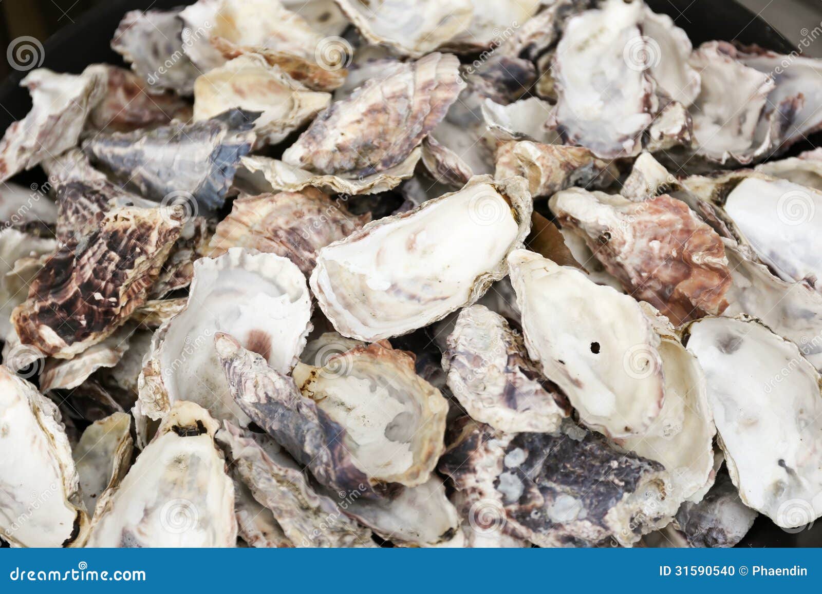 Empty oyster shells stock photo. Image of crustacean - 31590540