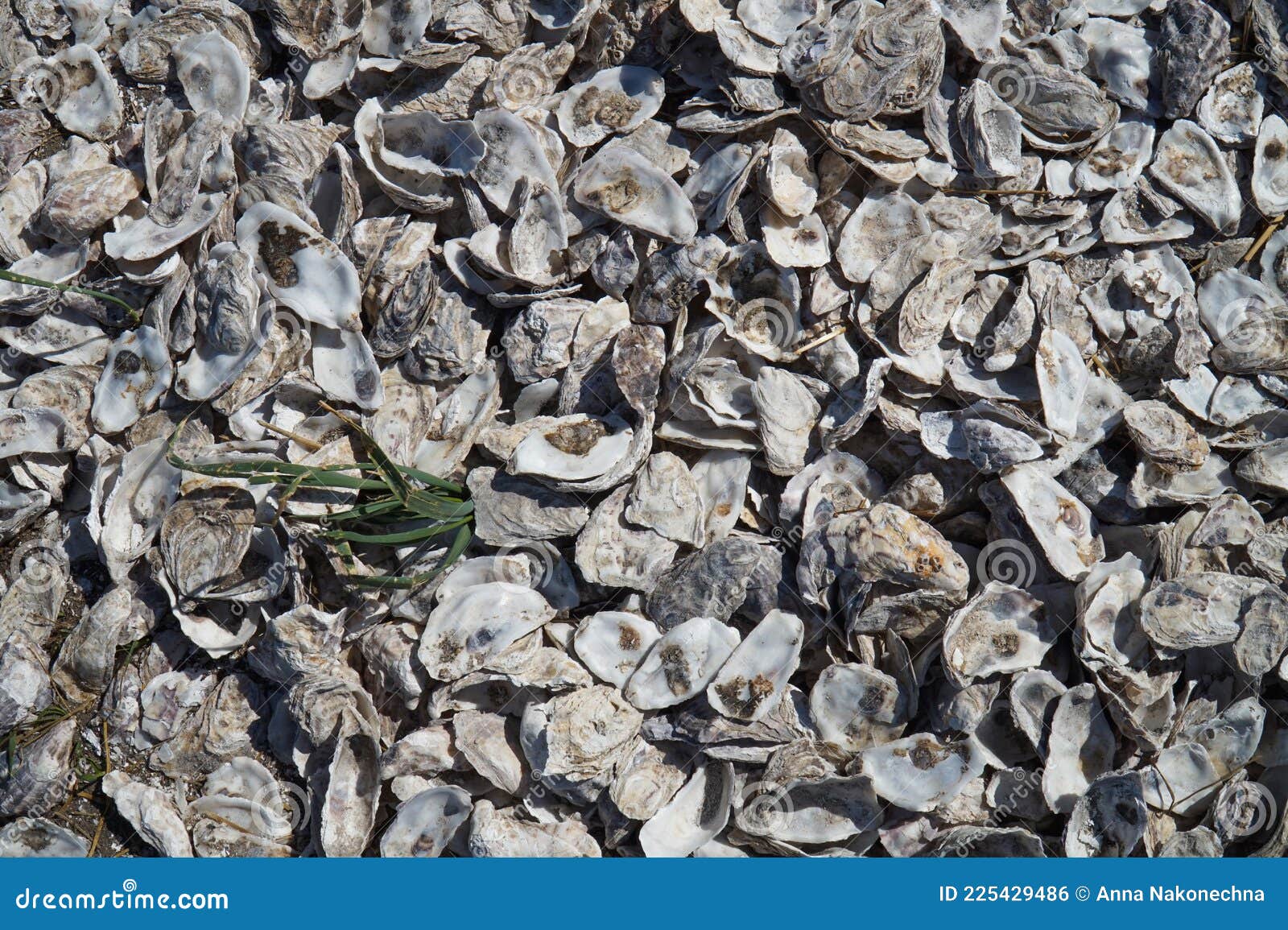 Empty Oyster Shells are Stacked Together. Stock Photo - Image of dead ...