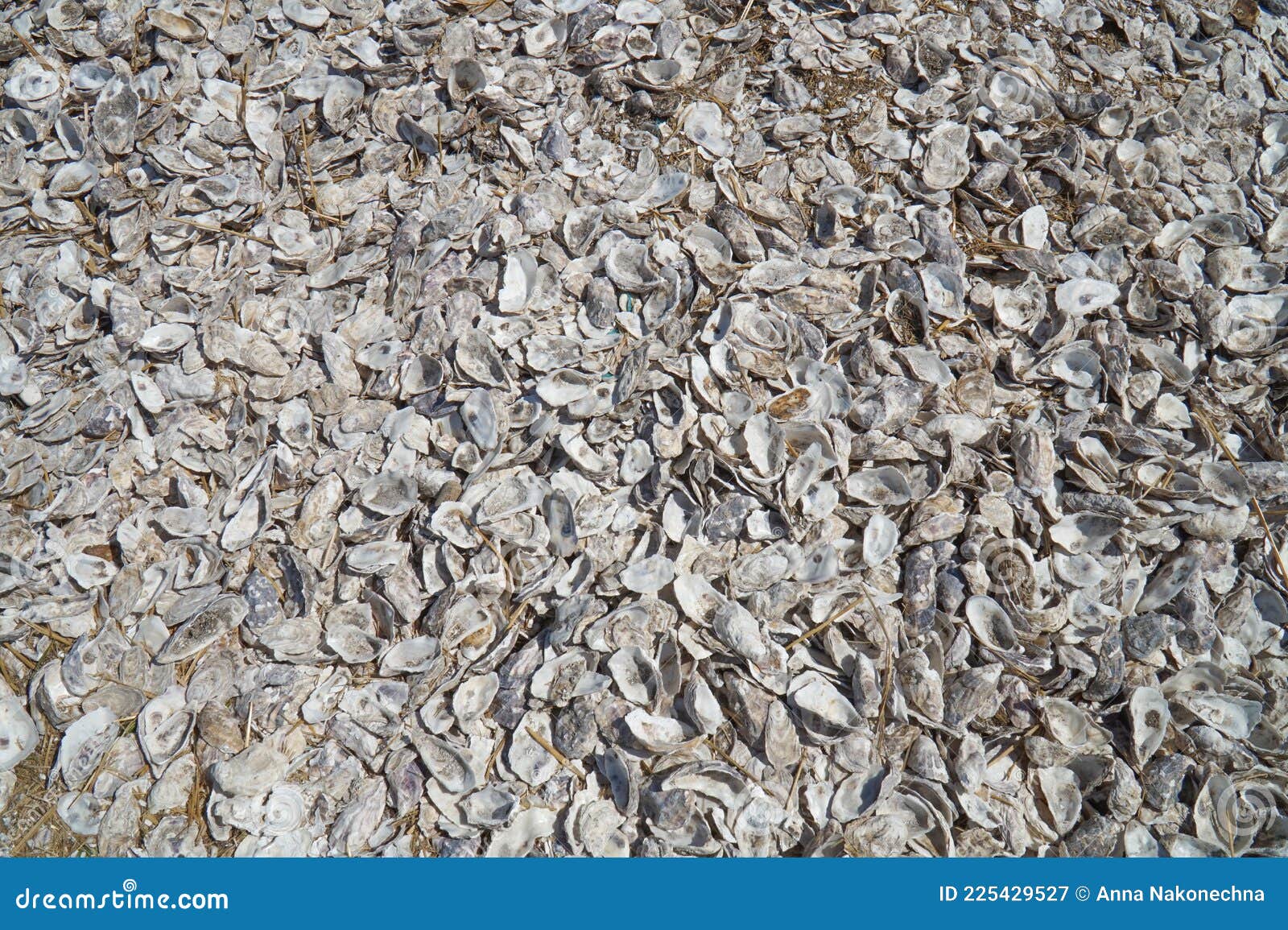 Empty Oyster Shells are Stacked Together. Stock Image - Image of oyster ...