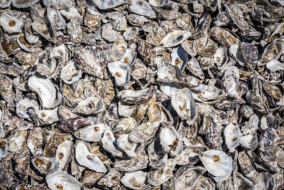 Empty Oyster Shells Texture Stock Photo - Image of crustacean, gourmet ...