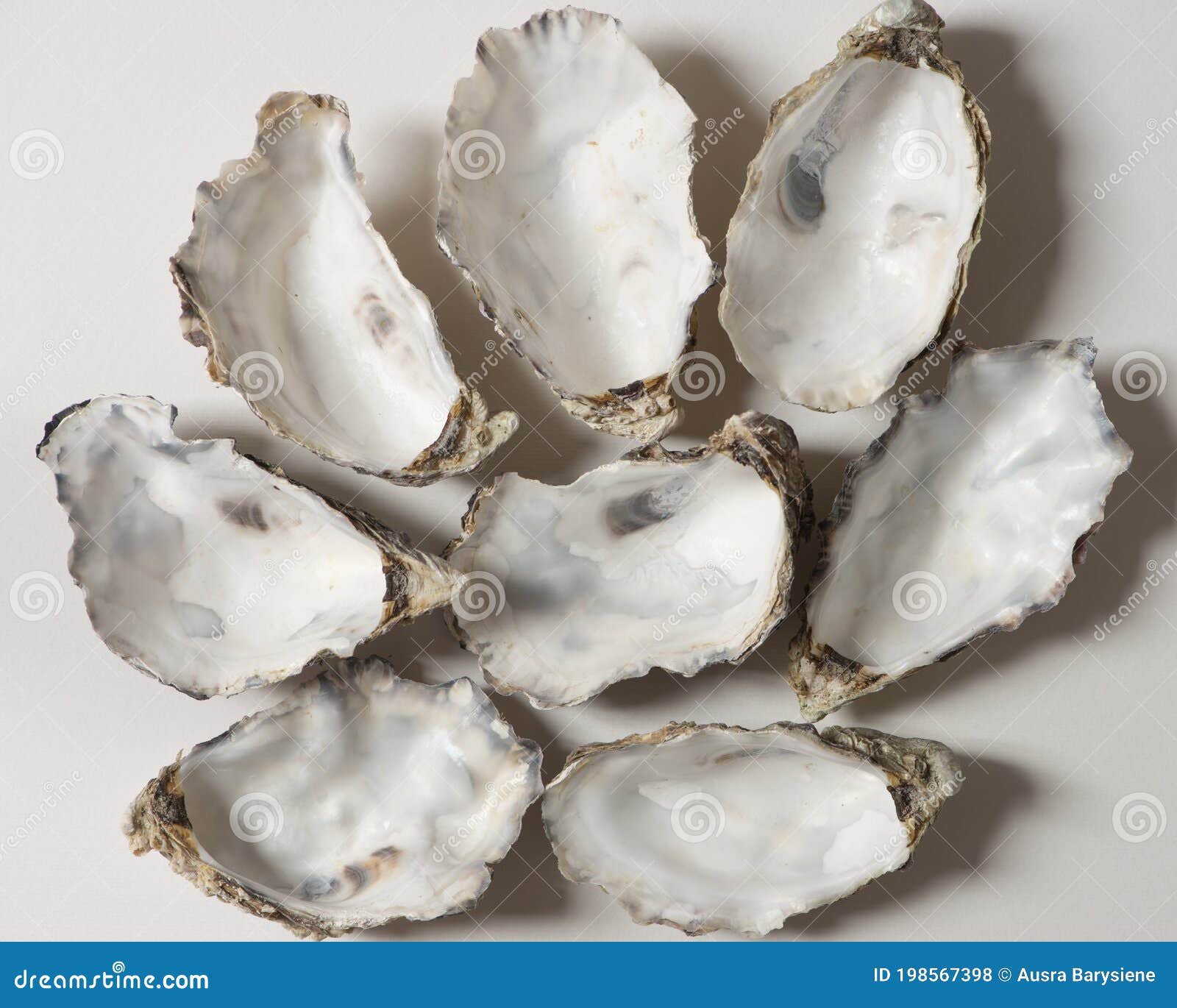 Old Empty Oyster Shell On White Background With Clipping Path Royalty ...