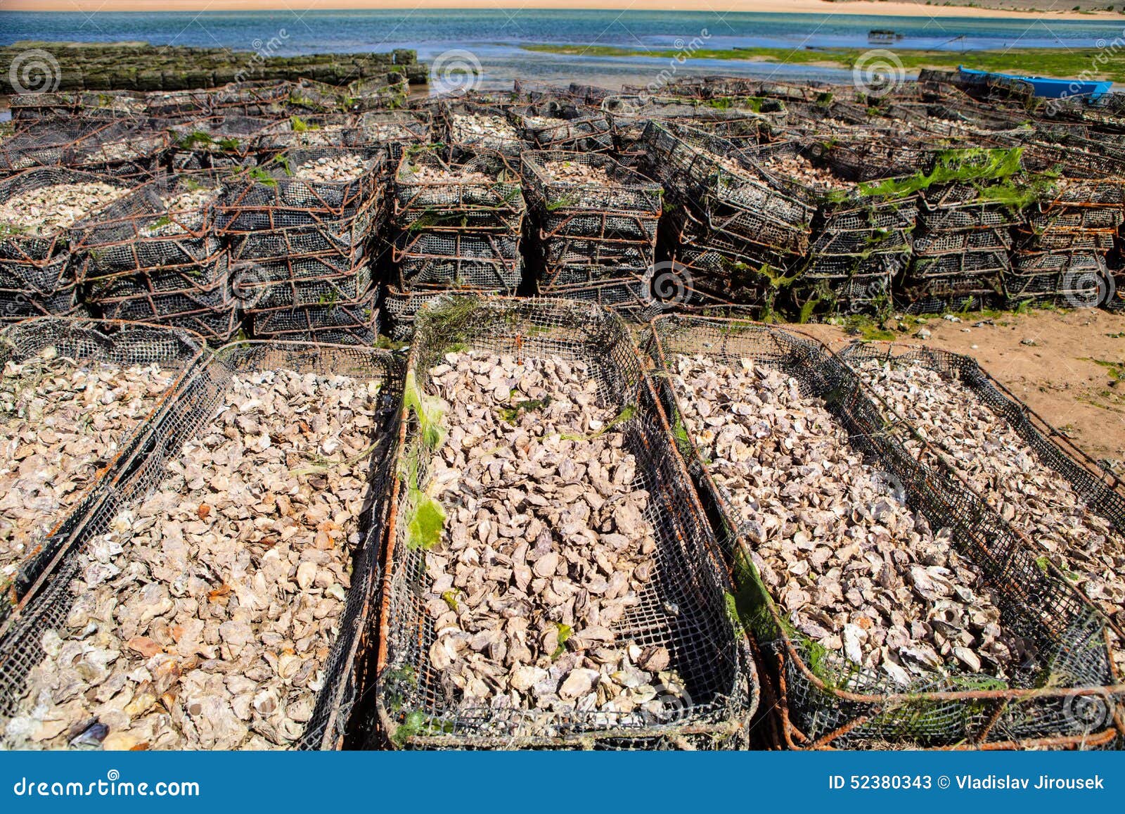 Empty Oyster Shells in Wire Baskets Morocco Stock Image - Image of ...