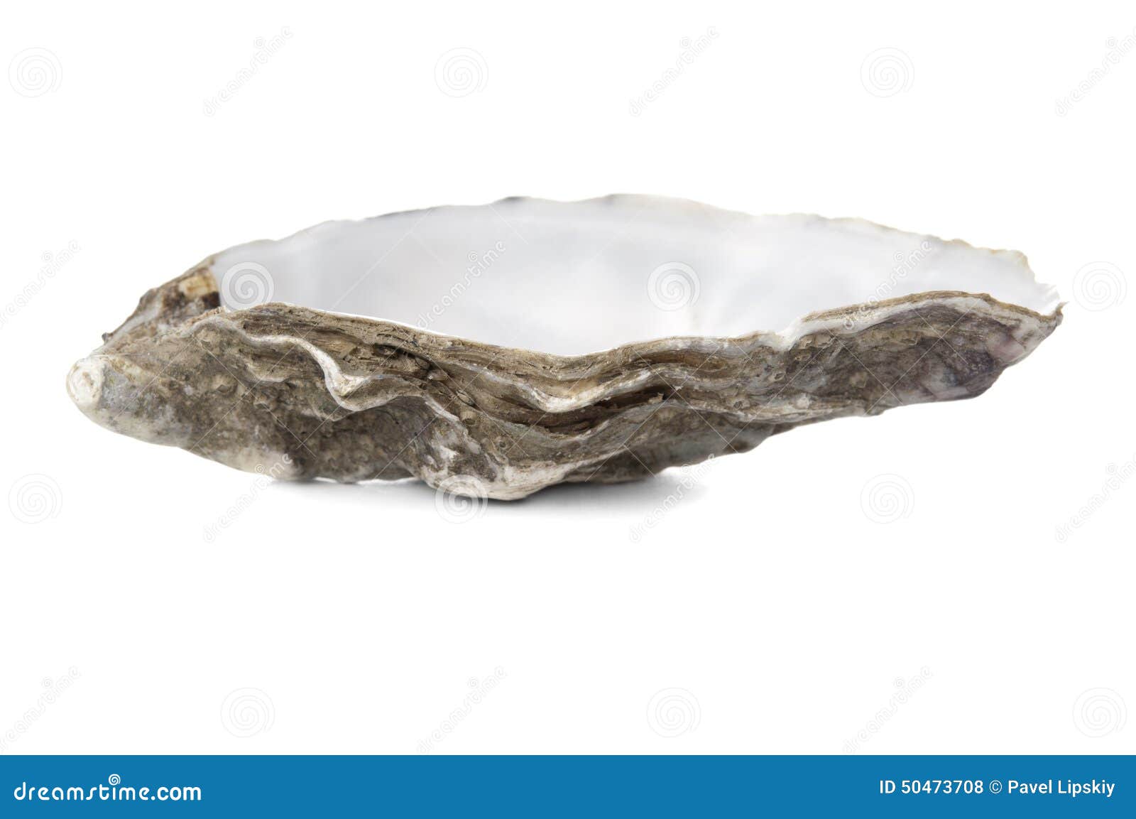 Old Empty Oyster Shell On White Background With Clipping Path Royalty ...
