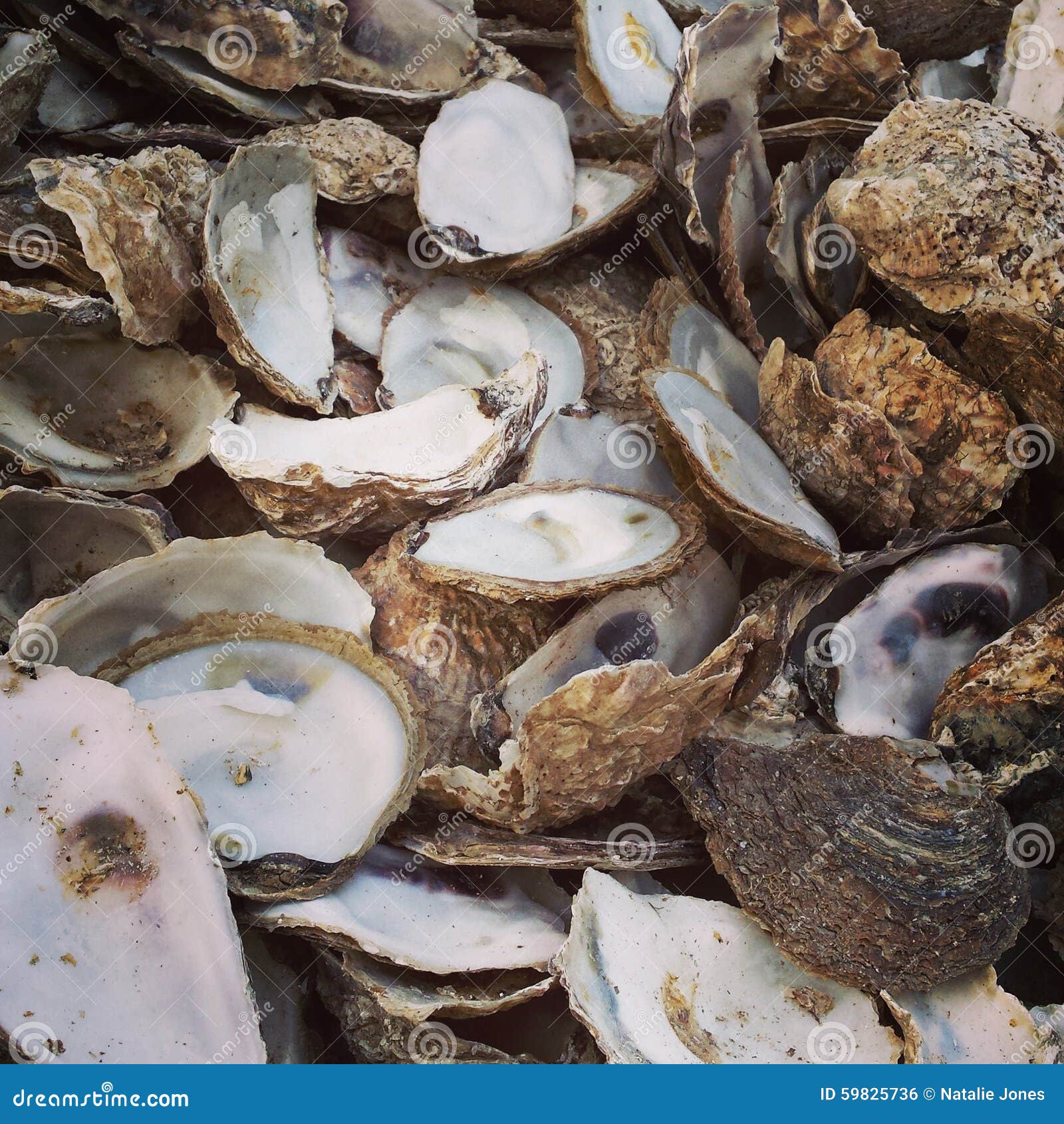 Empty Oysters stock photo. Image of close, empty, shells - 59825736