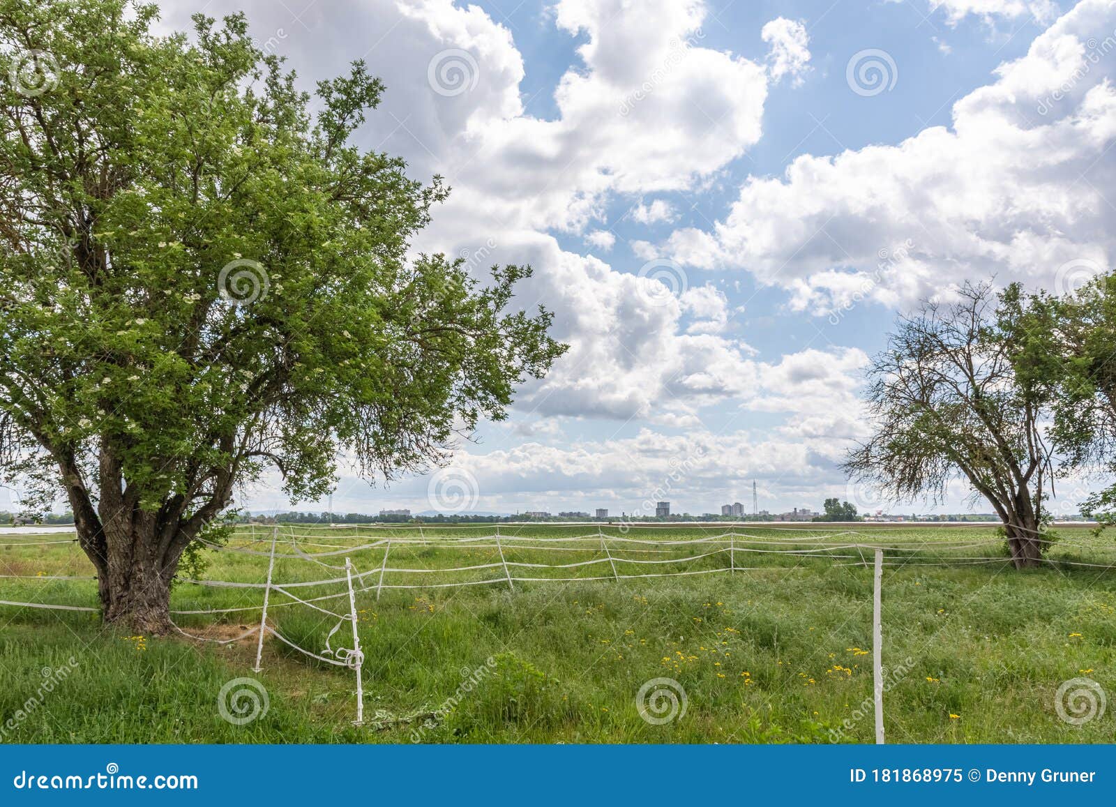 Empty Paddock in a Lush Green Pasture Stock Image - Image of lush ...