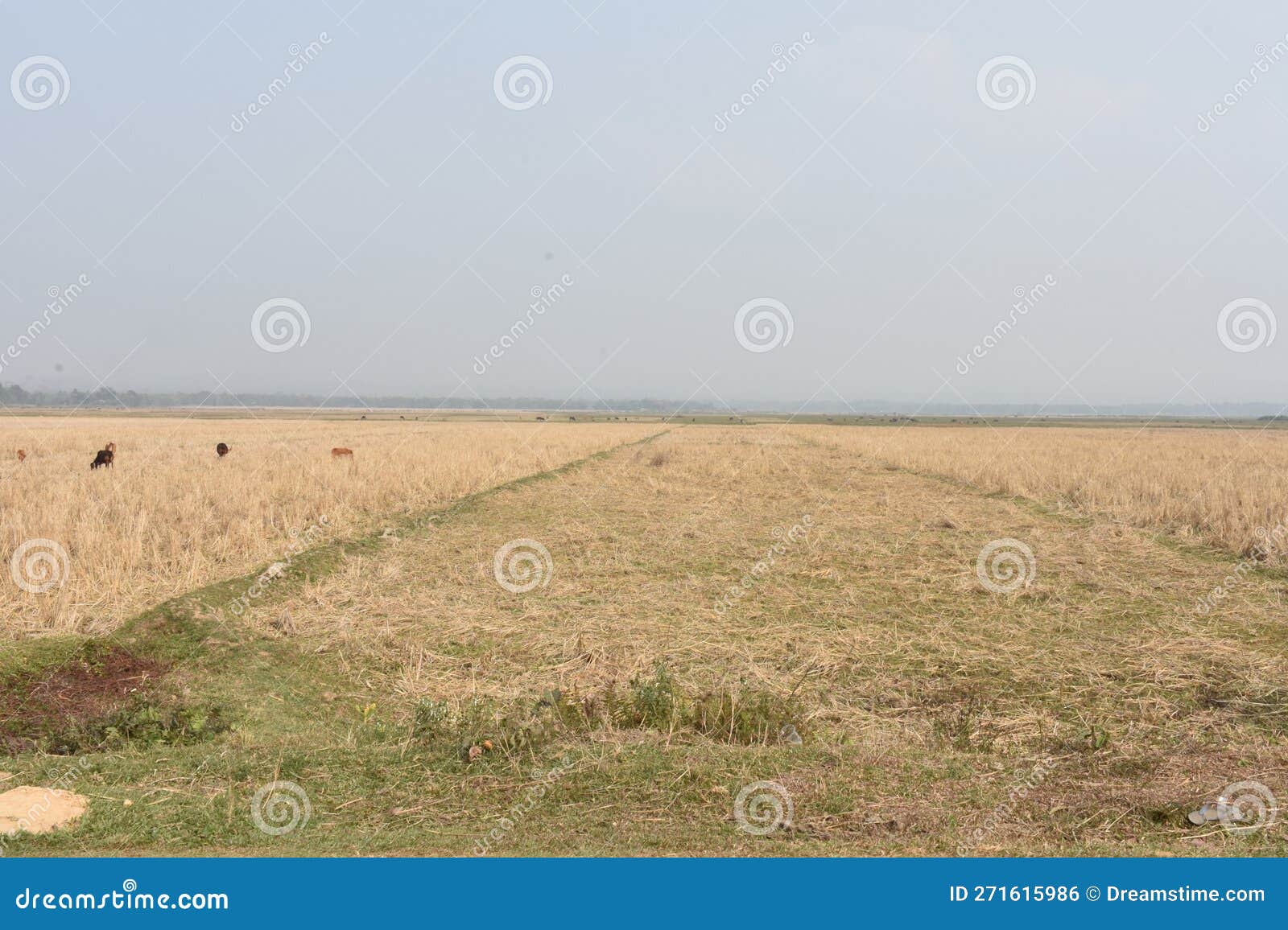 An empty paddy field stock photo. Image of tripura, india - 271615986