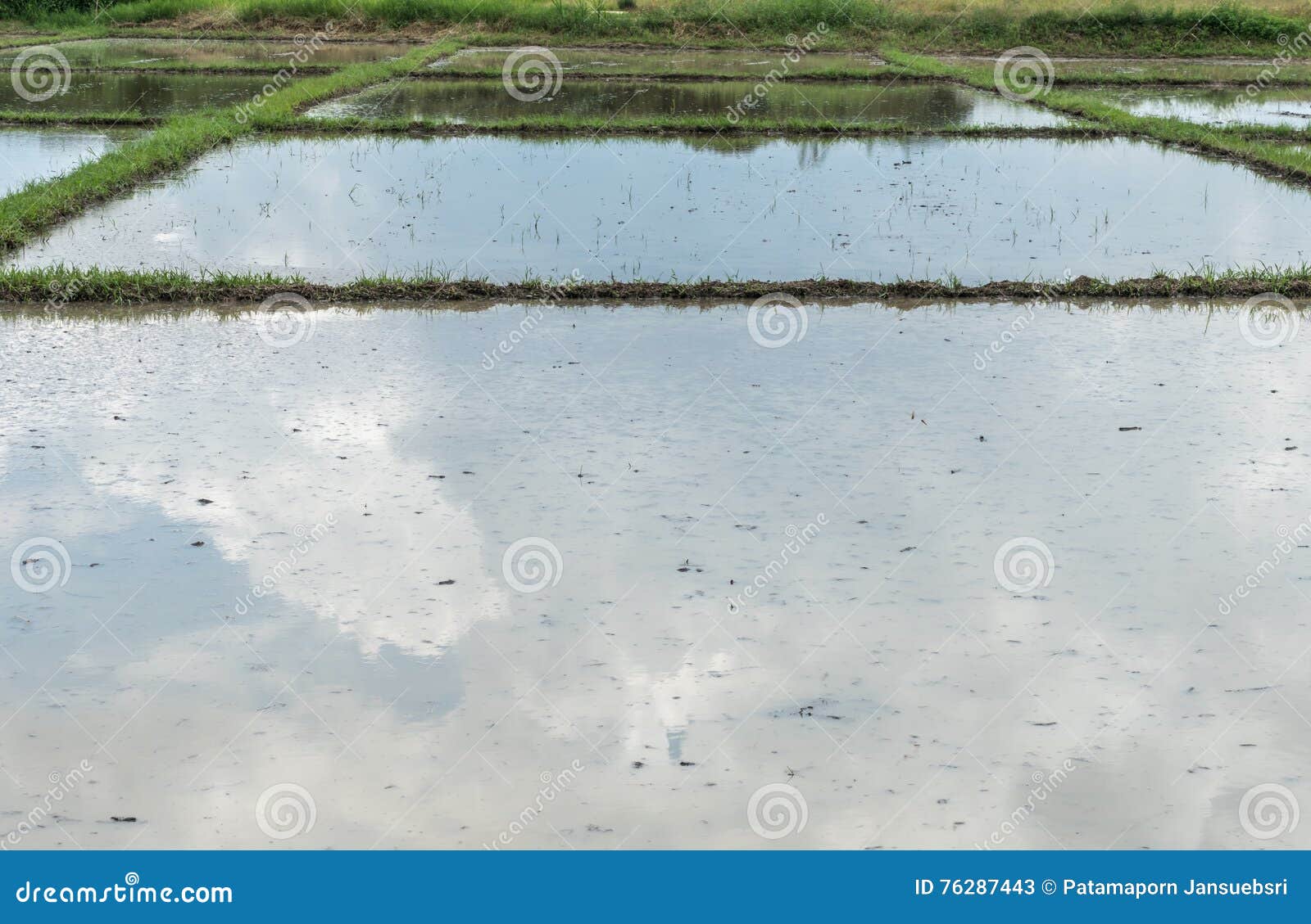 Empty paddy field stock image. Image of water, rice, organic - 76287443