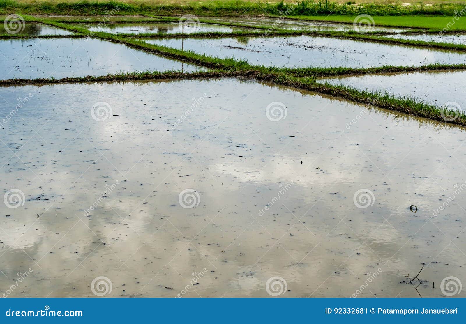 Empty paddy field stock image. Image of rice, empty, paddy - 92332681