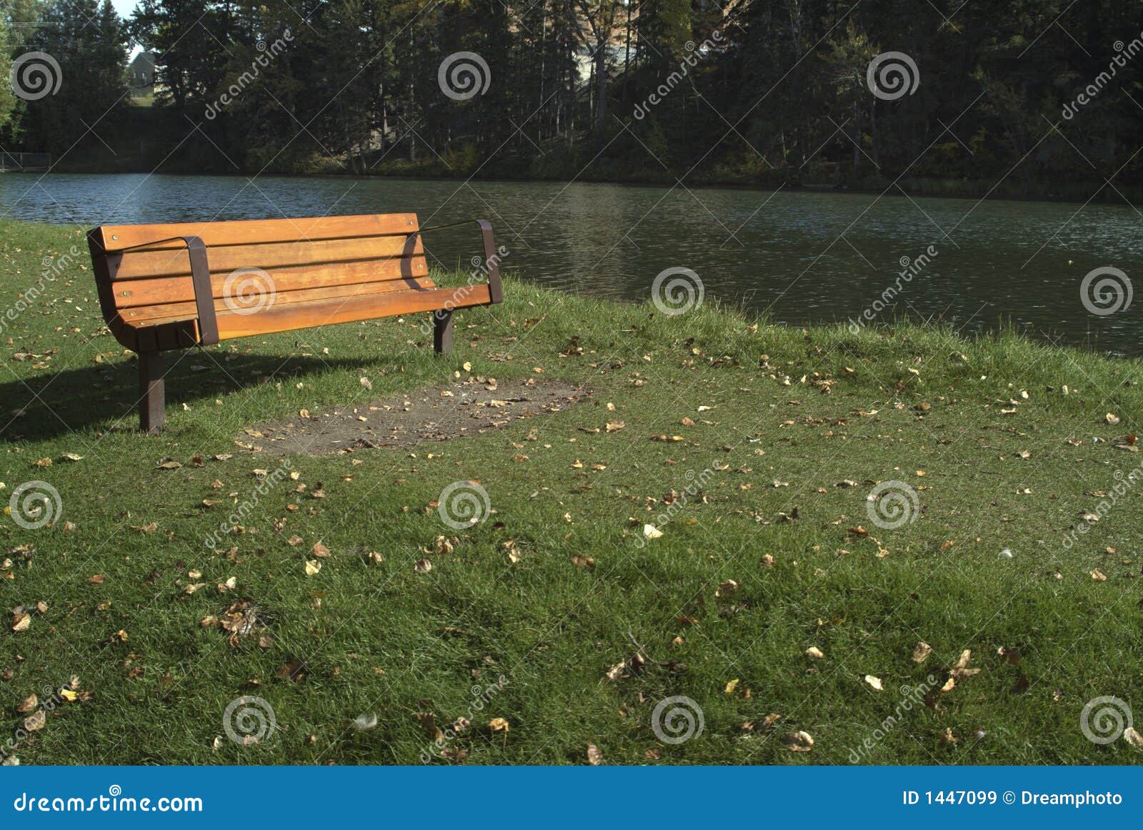 Empty park bench stock image. Image of peaceful, forested - 1447099