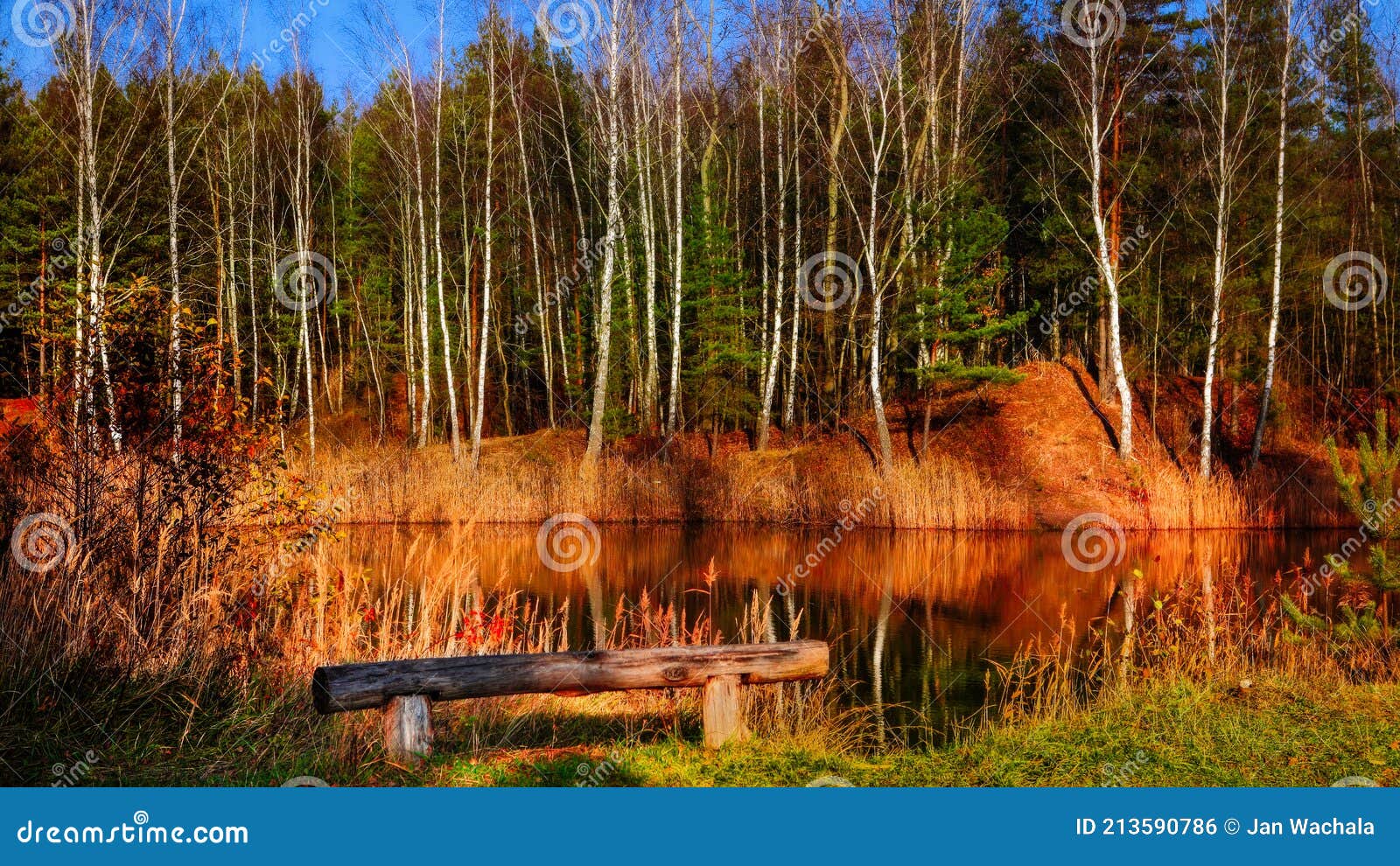 An Empty Park Bench at the Edge of the Forest Stock Photo - Image of ...